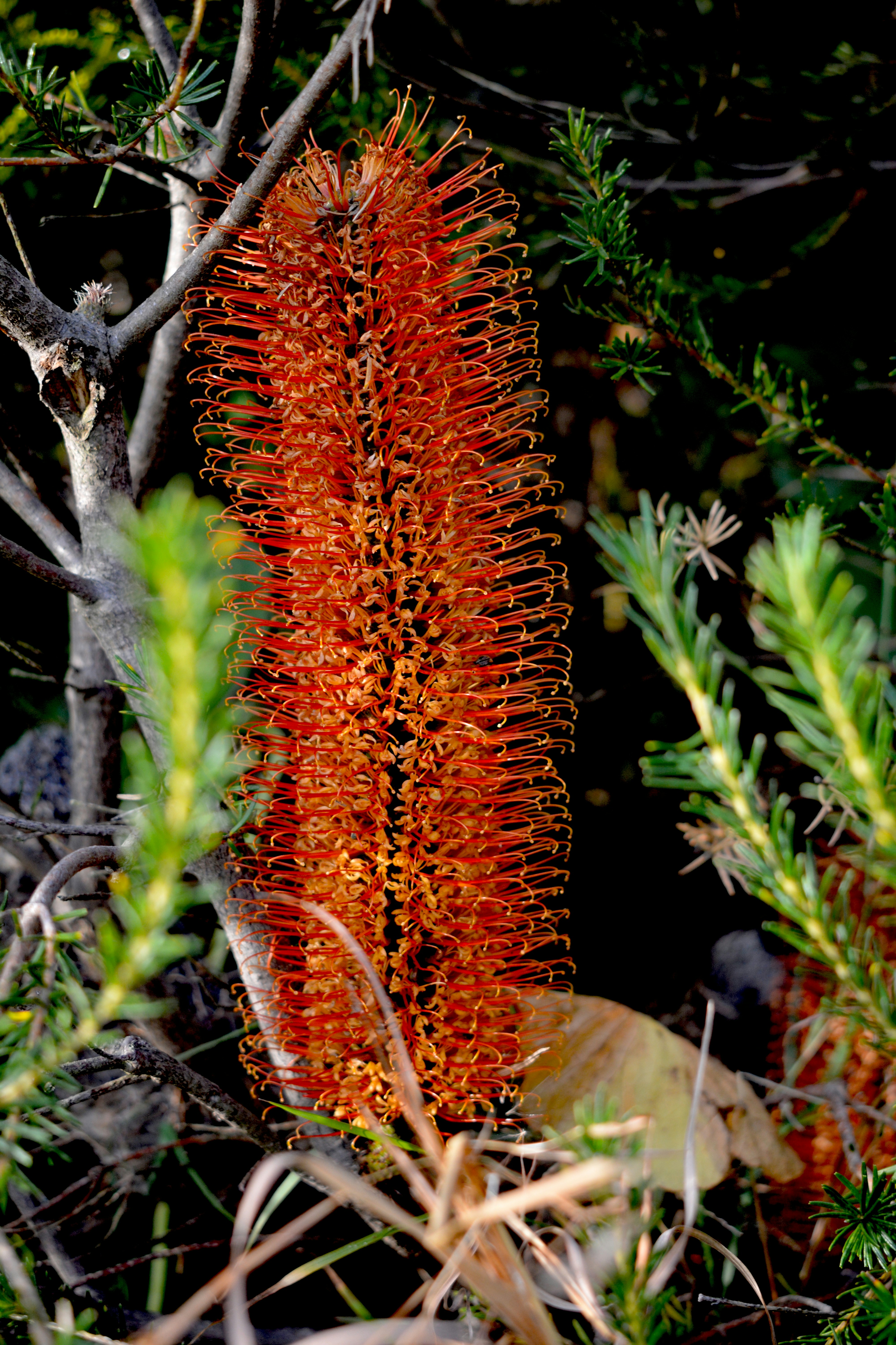 Crimson Bottlebrush Crowned by Dark Branches