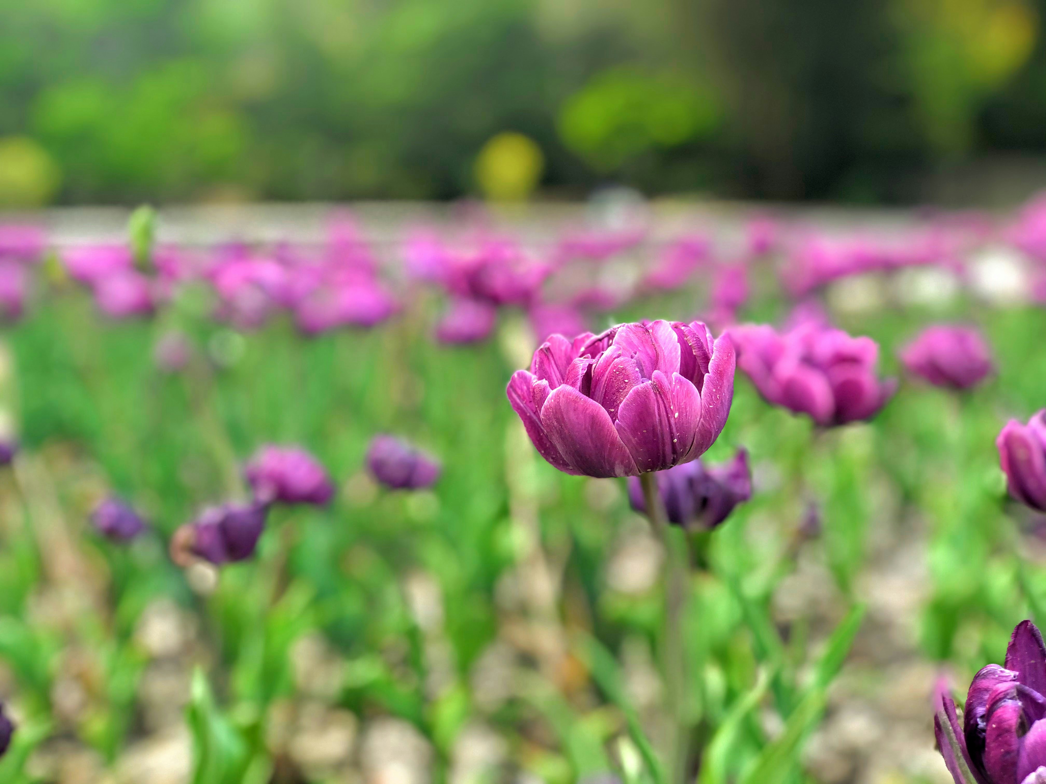 Tulip fields in Sai Kung, Hong Kong