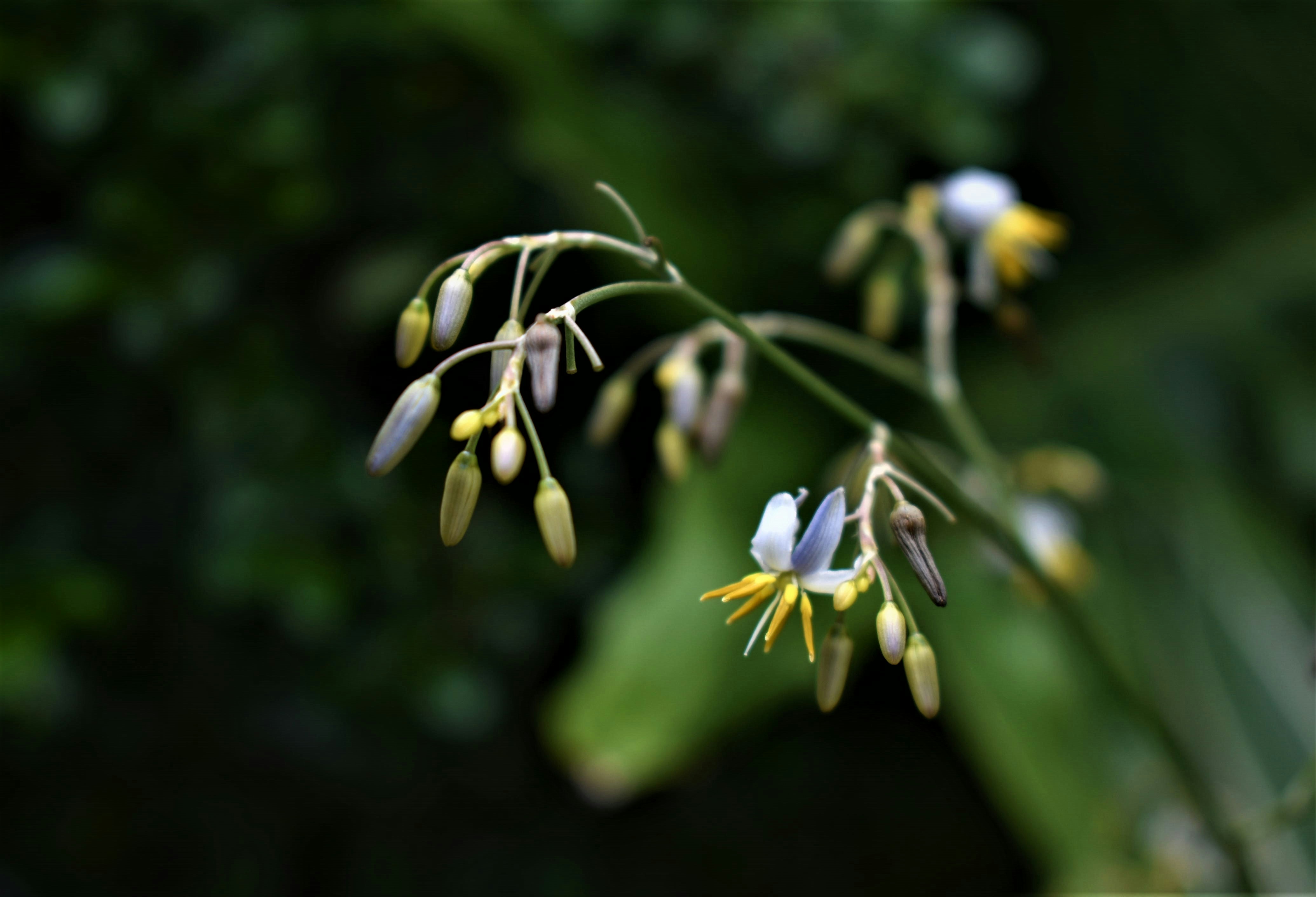 a close up of a flowerAlbert Vinas