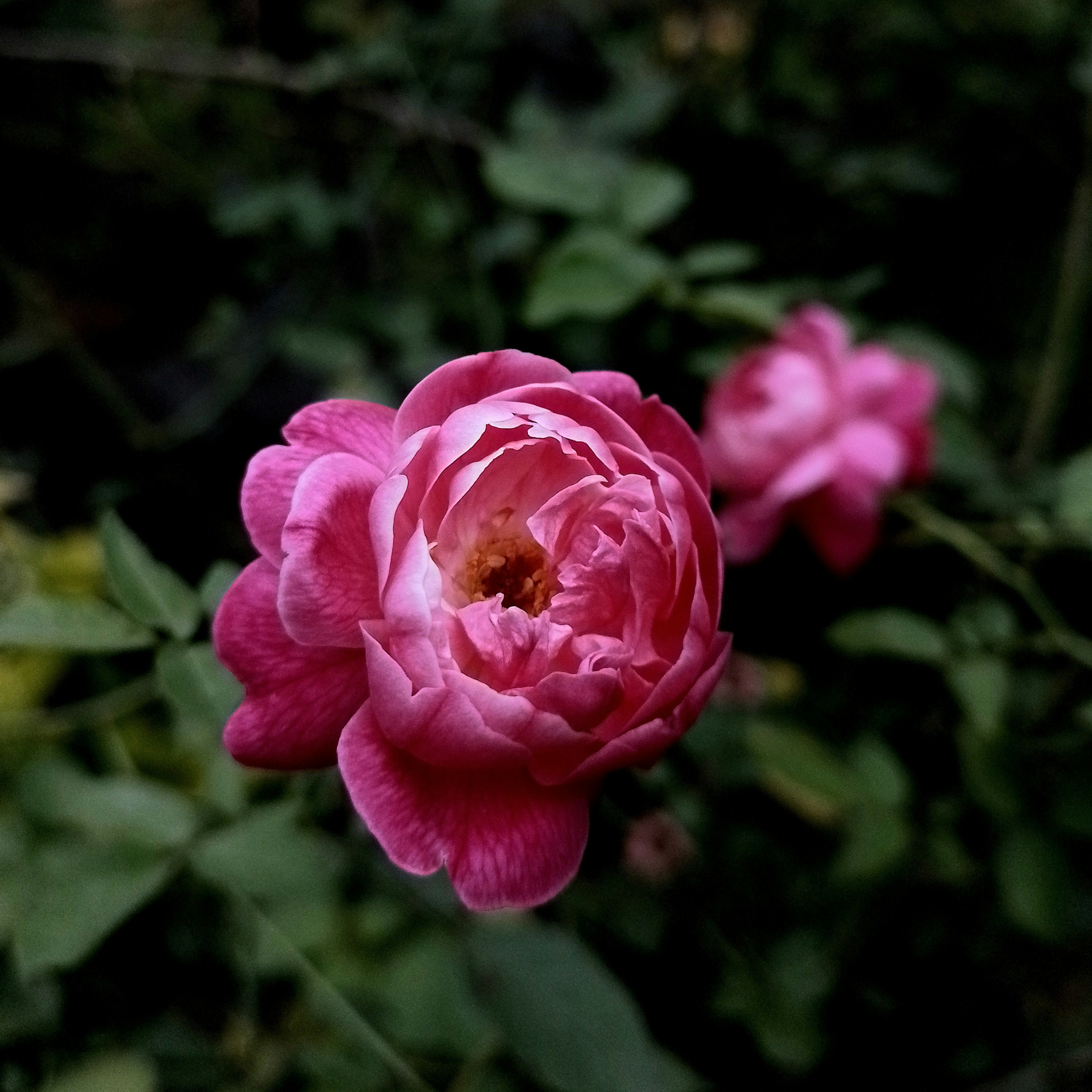 Pink Rose in Focus: Close-Up of Velvet Petals Amid Green Backdrop