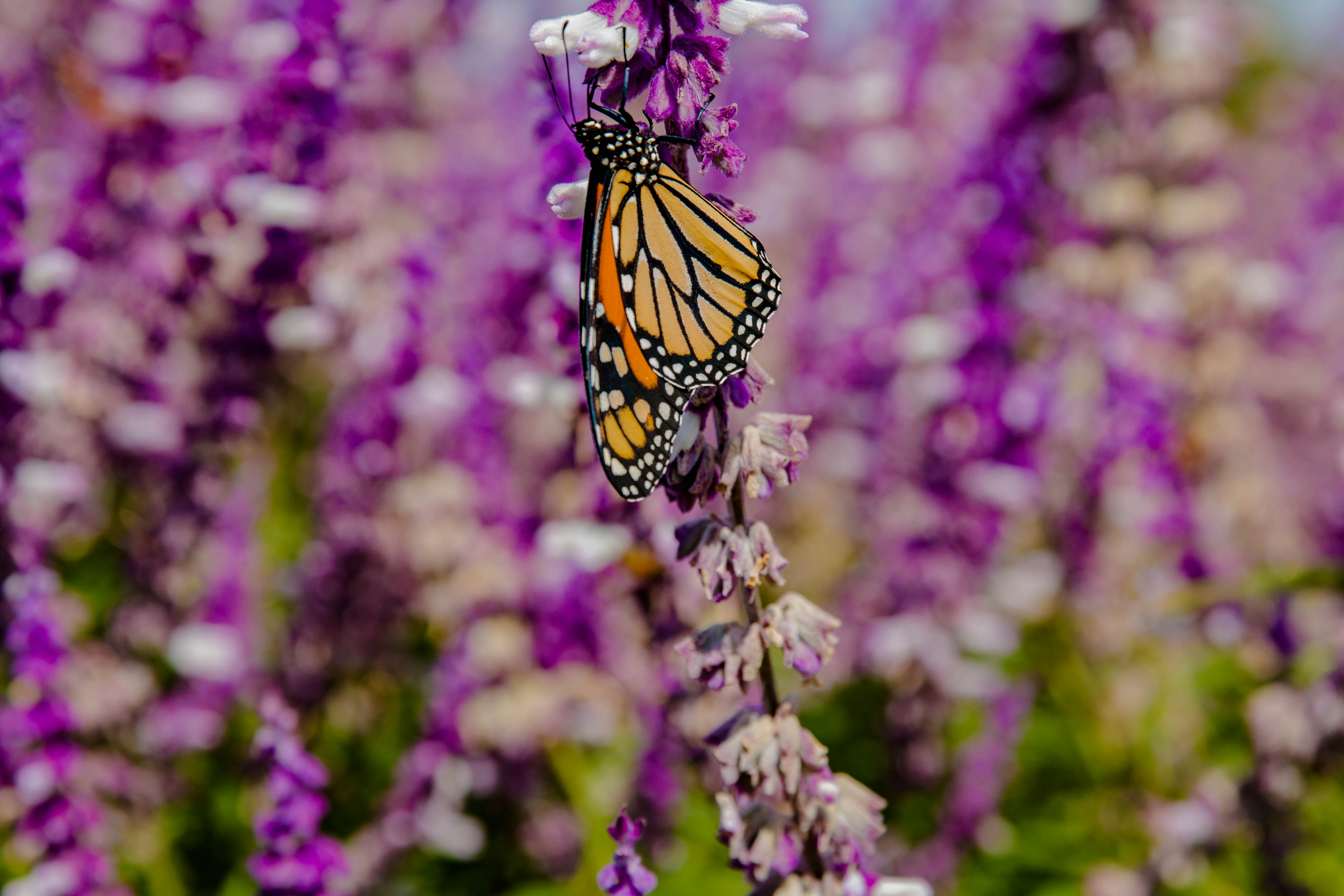 Purple Butterfly Pictures | Download Free Images on Unsplash