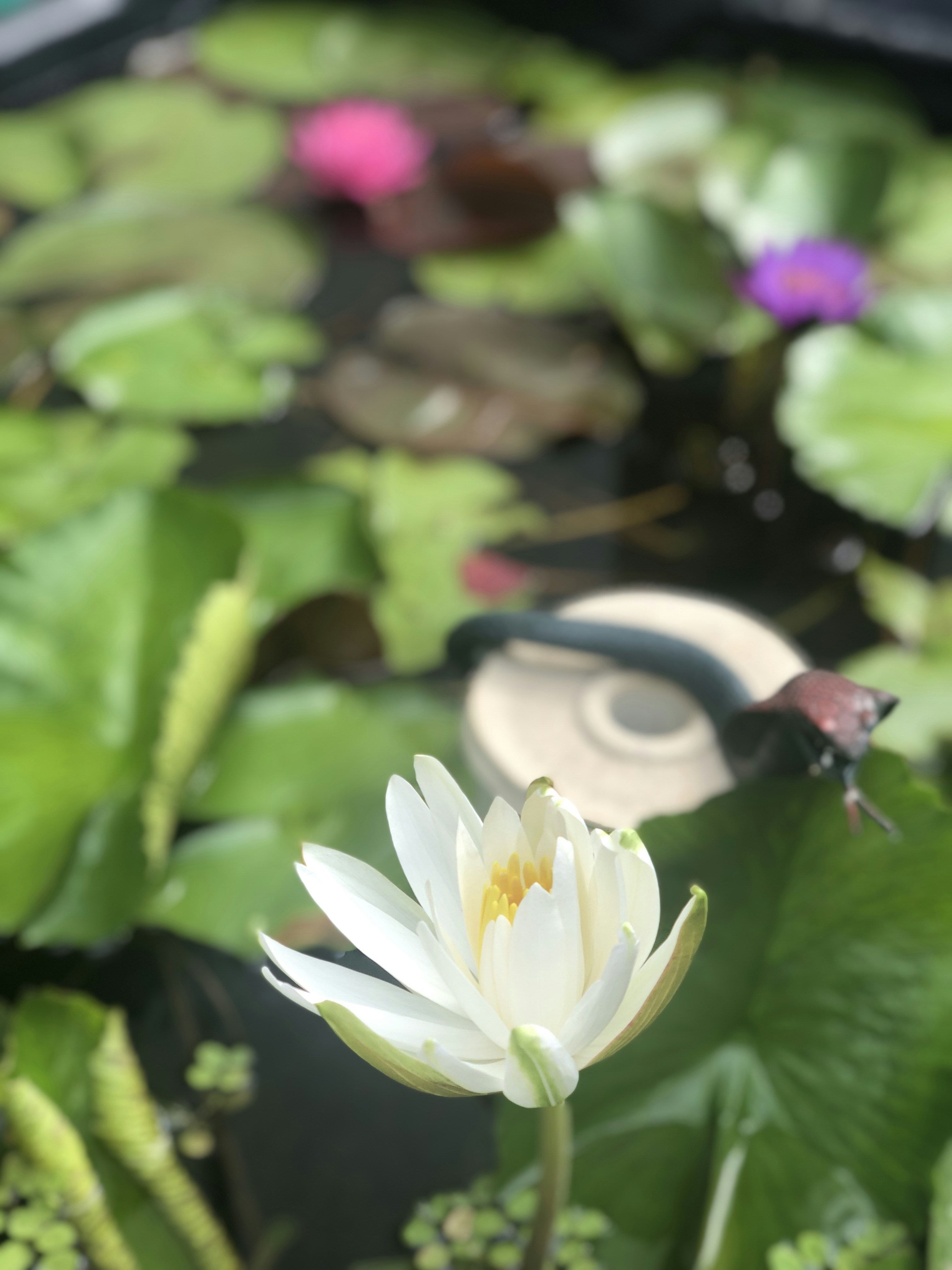 a white flower with a black shoe