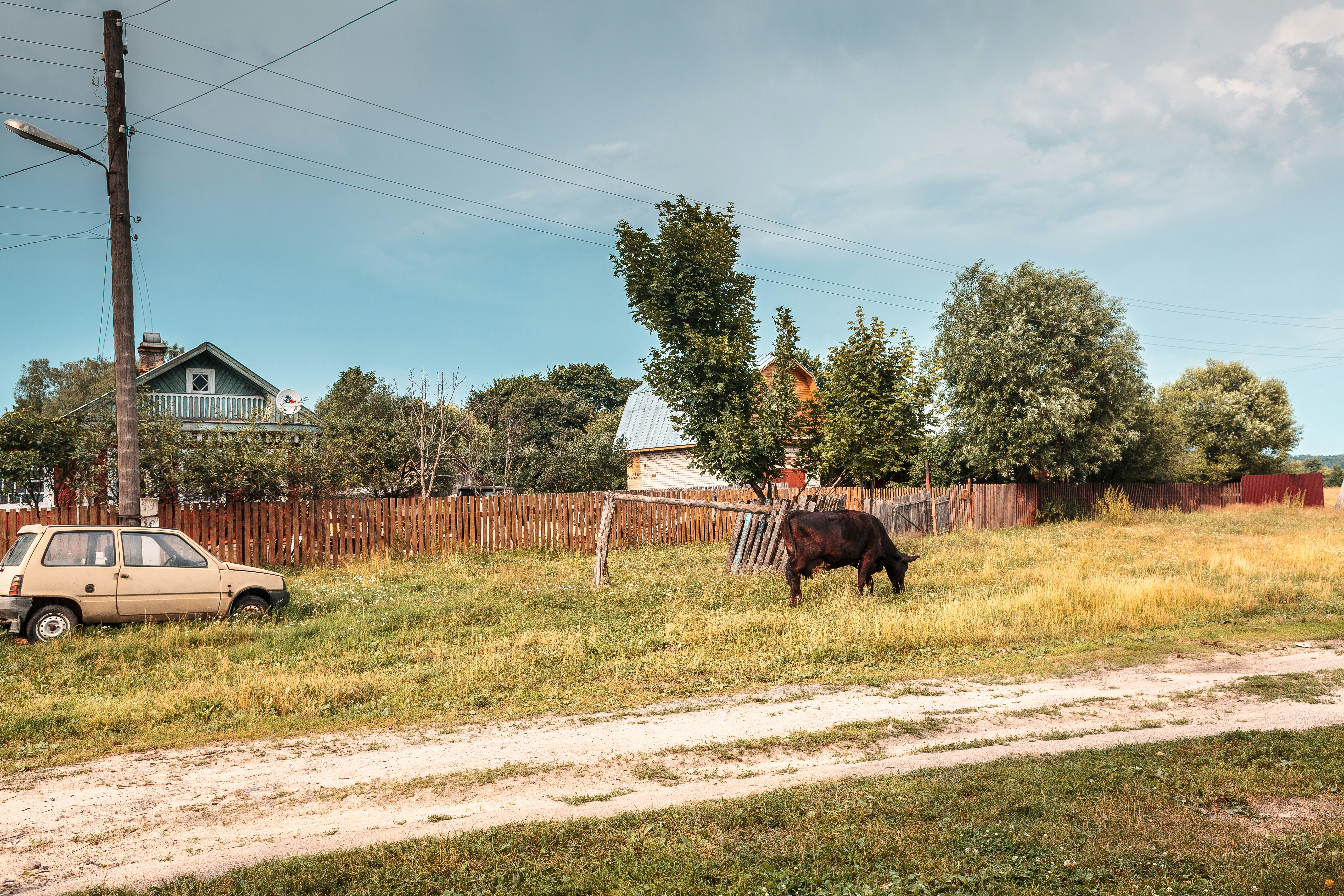 Horizon Pasture: A Lone Horse in Quiet Suburban Field