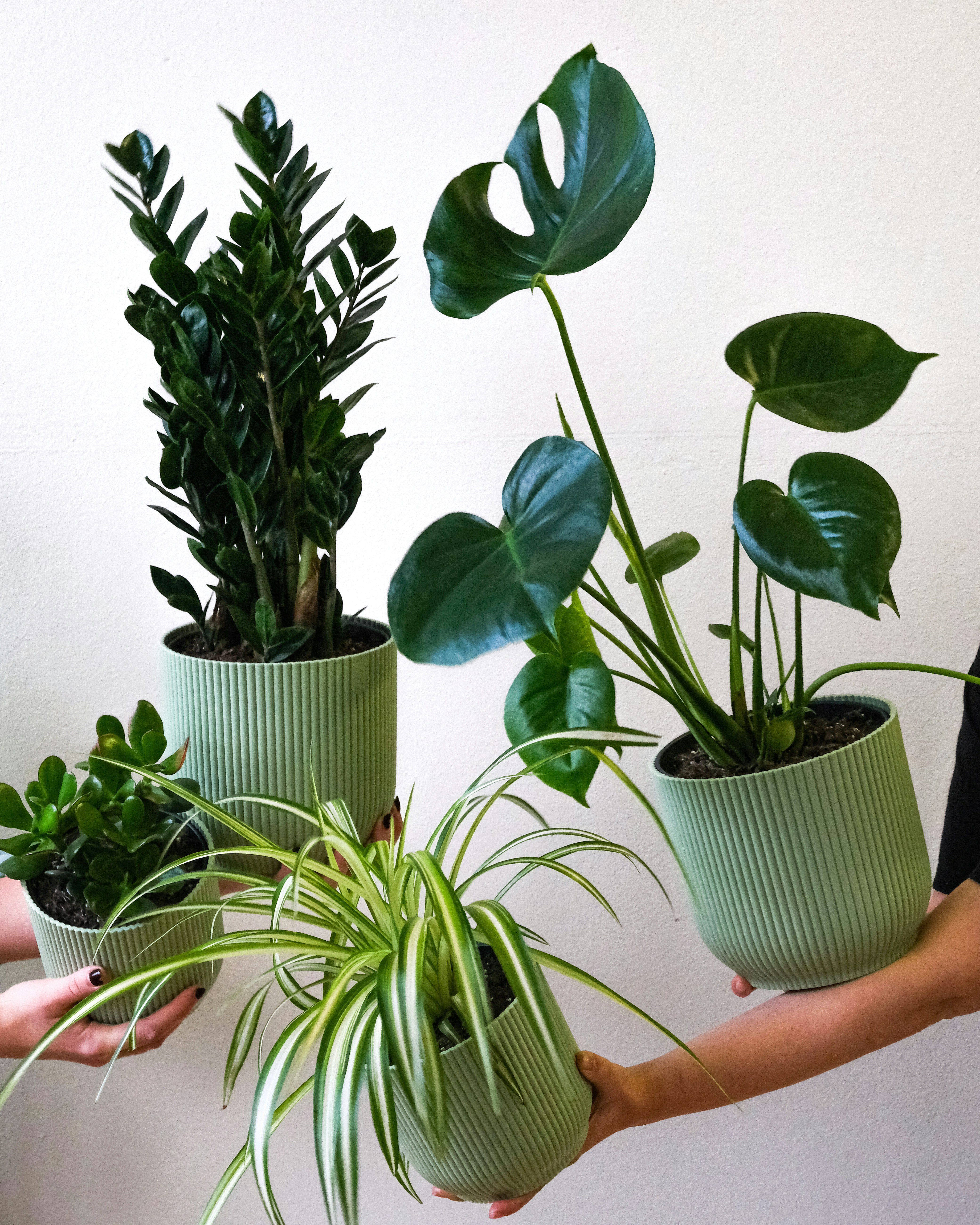 Verdant Ensemble: Hands Lift Ribbed Green Pots Against a Pale Wall