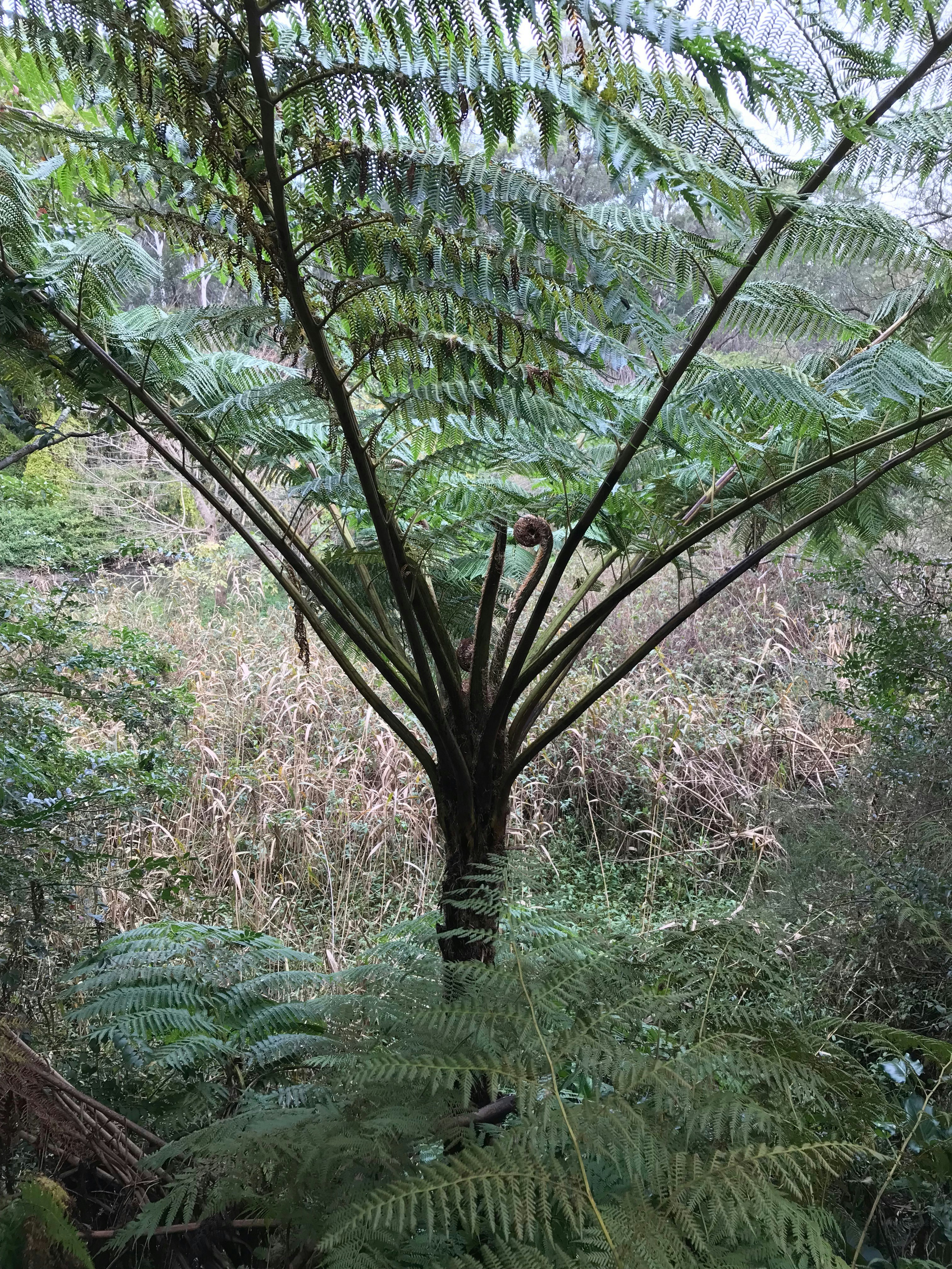 A tree with many branches photo – Free New south wales Image on Unsplash