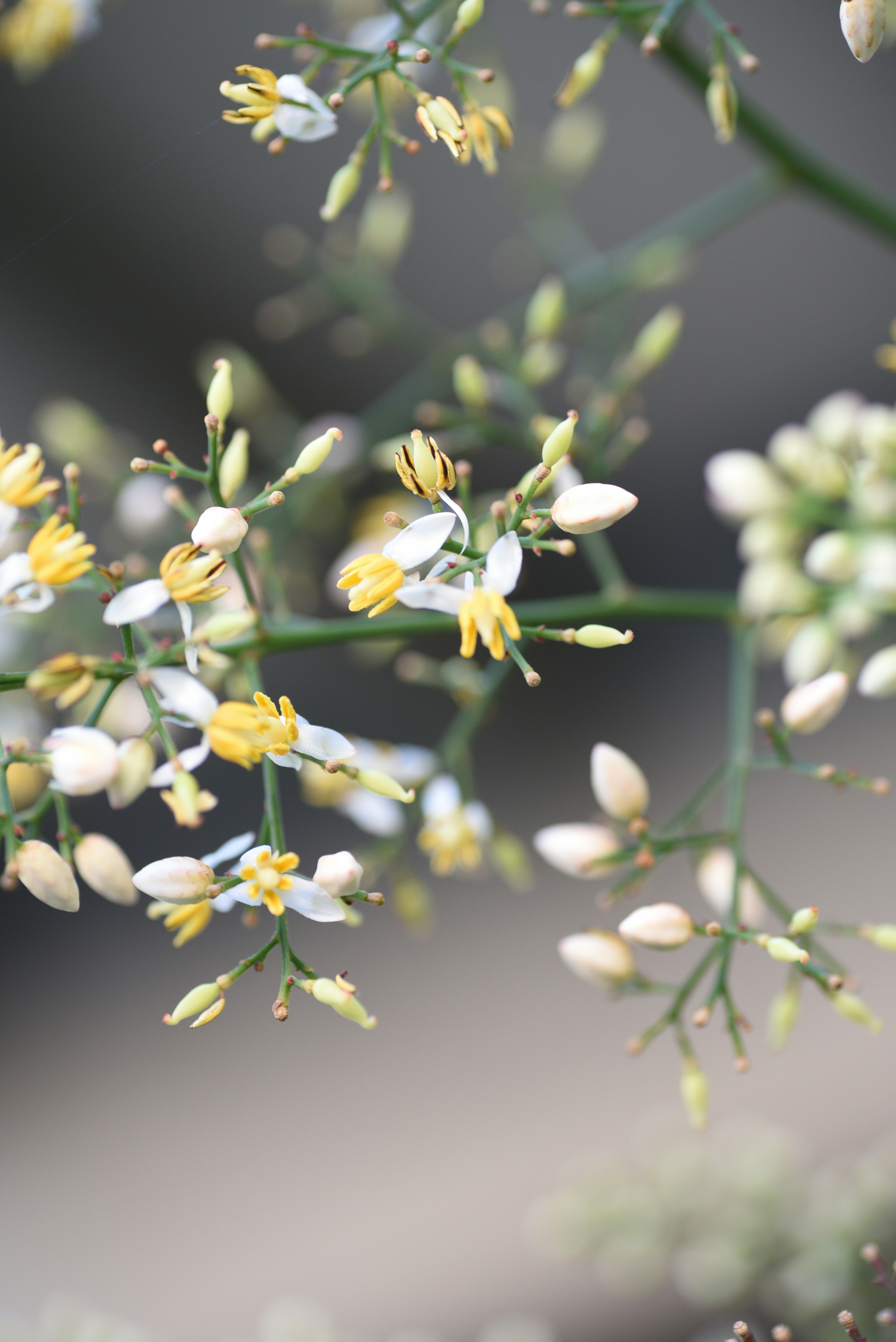 Delicate Flame of Spring: Tiny Blossoms in Soft Focus