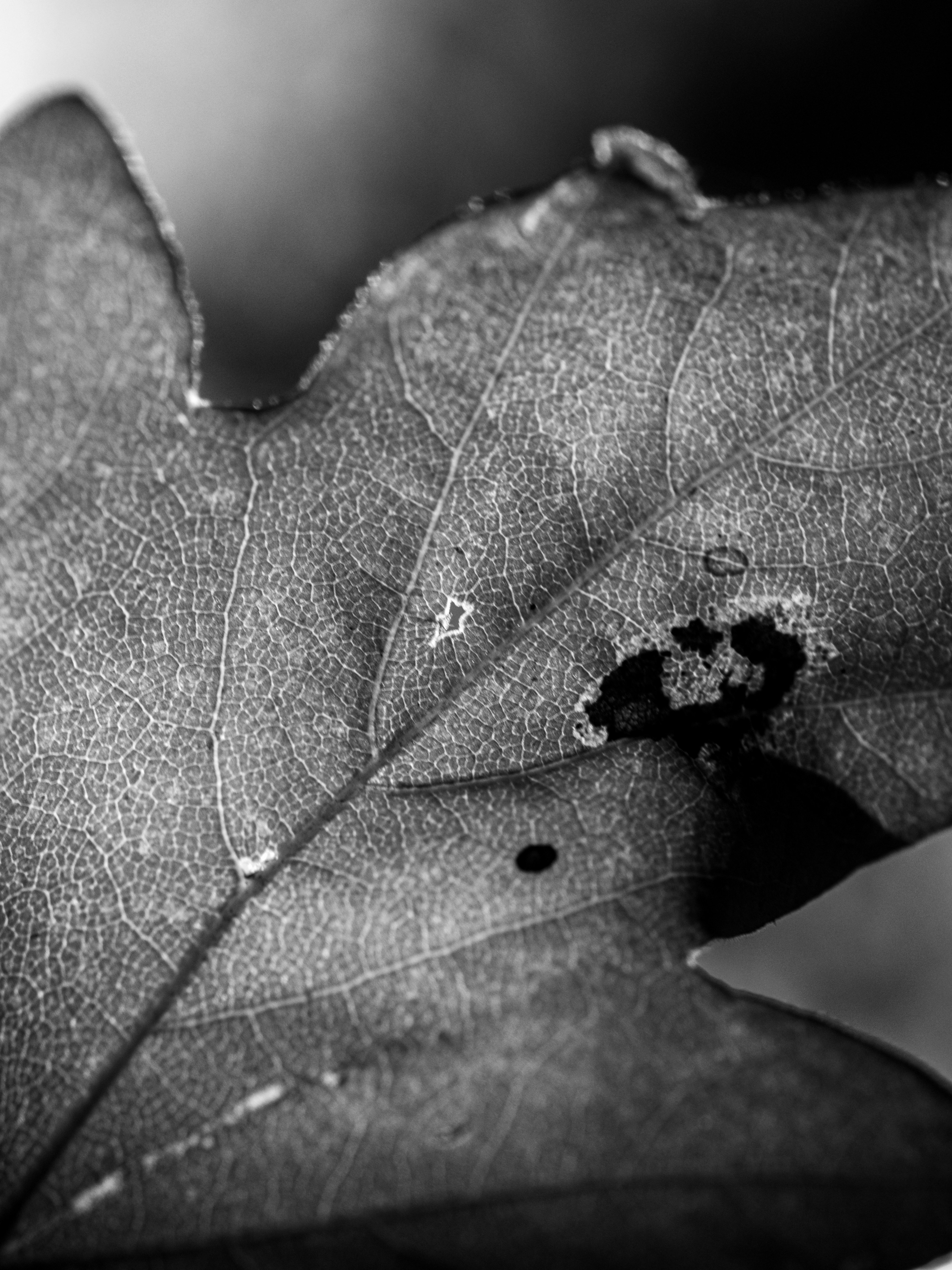 A close-up of a leaf photo – Free Basel Image on Unsplash