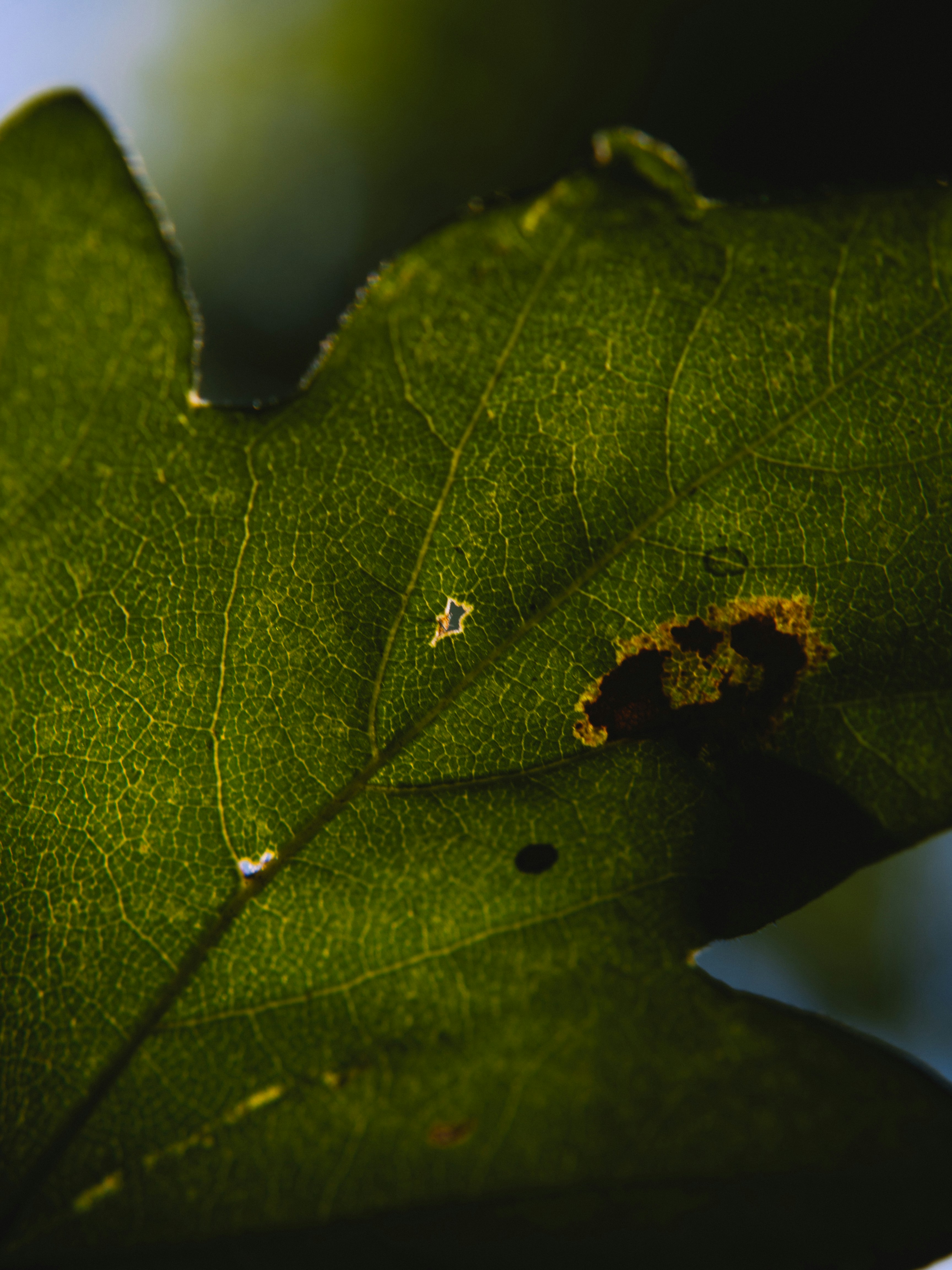 Vein Ledger: Macro Portrait of a Leaf's Texture and Marks