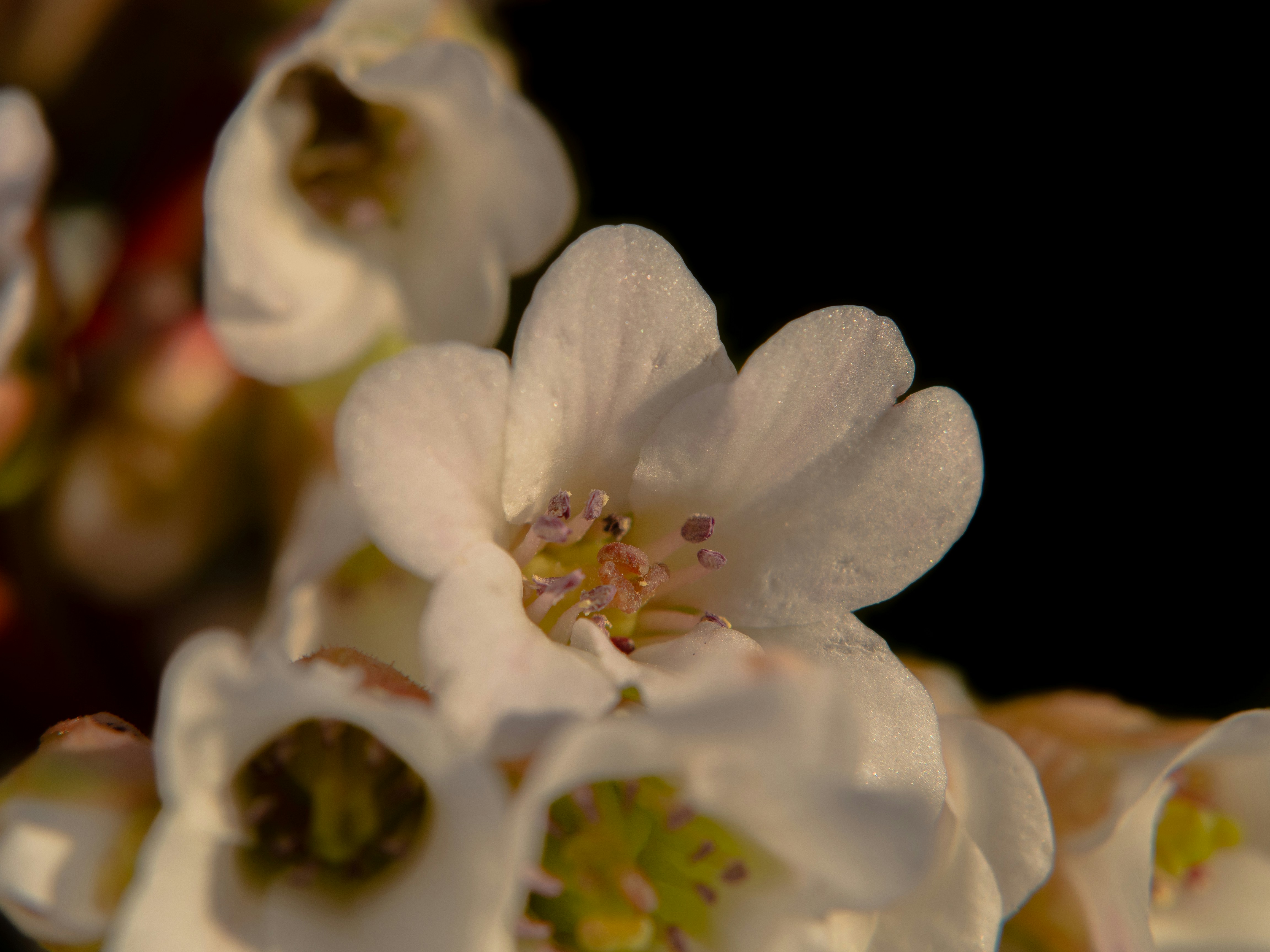 Macro Portrait: Centered White Blossom Against Velvet Darkness