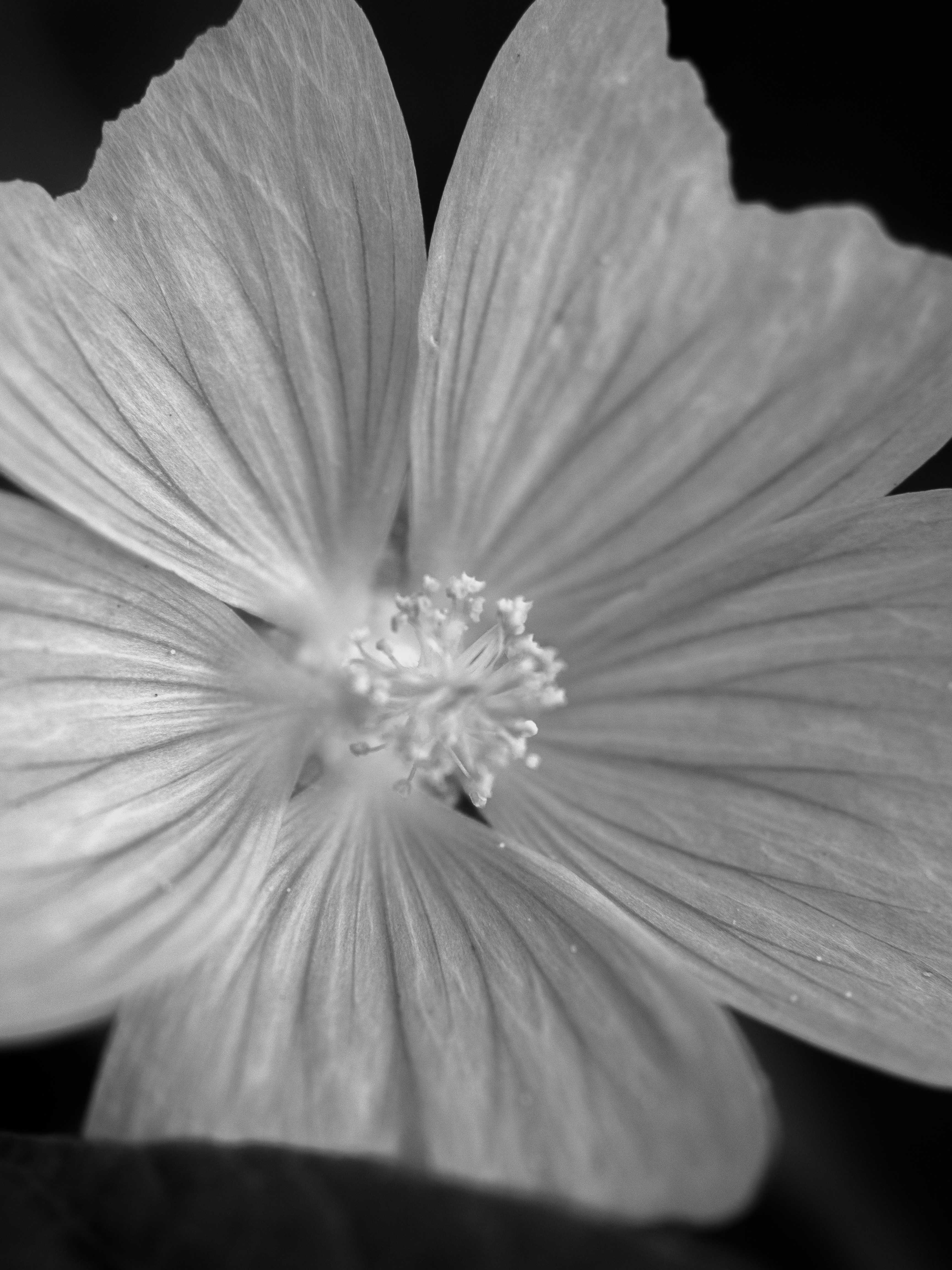 Quiet Heart of a Petal: A Monochrome Macro Study