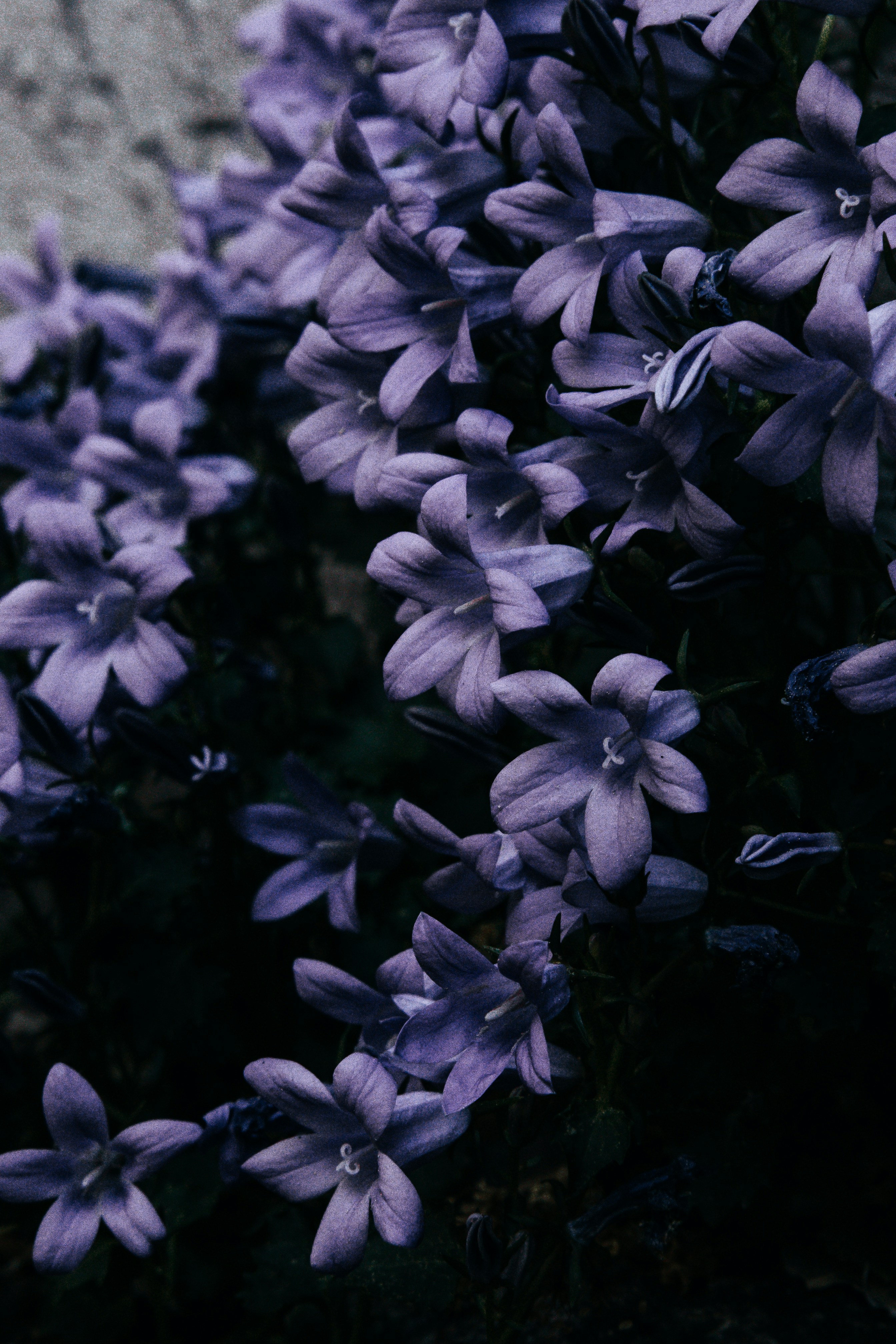 Midnight Lilacs: Velvet Violet Clusters in Quiet Shadow
