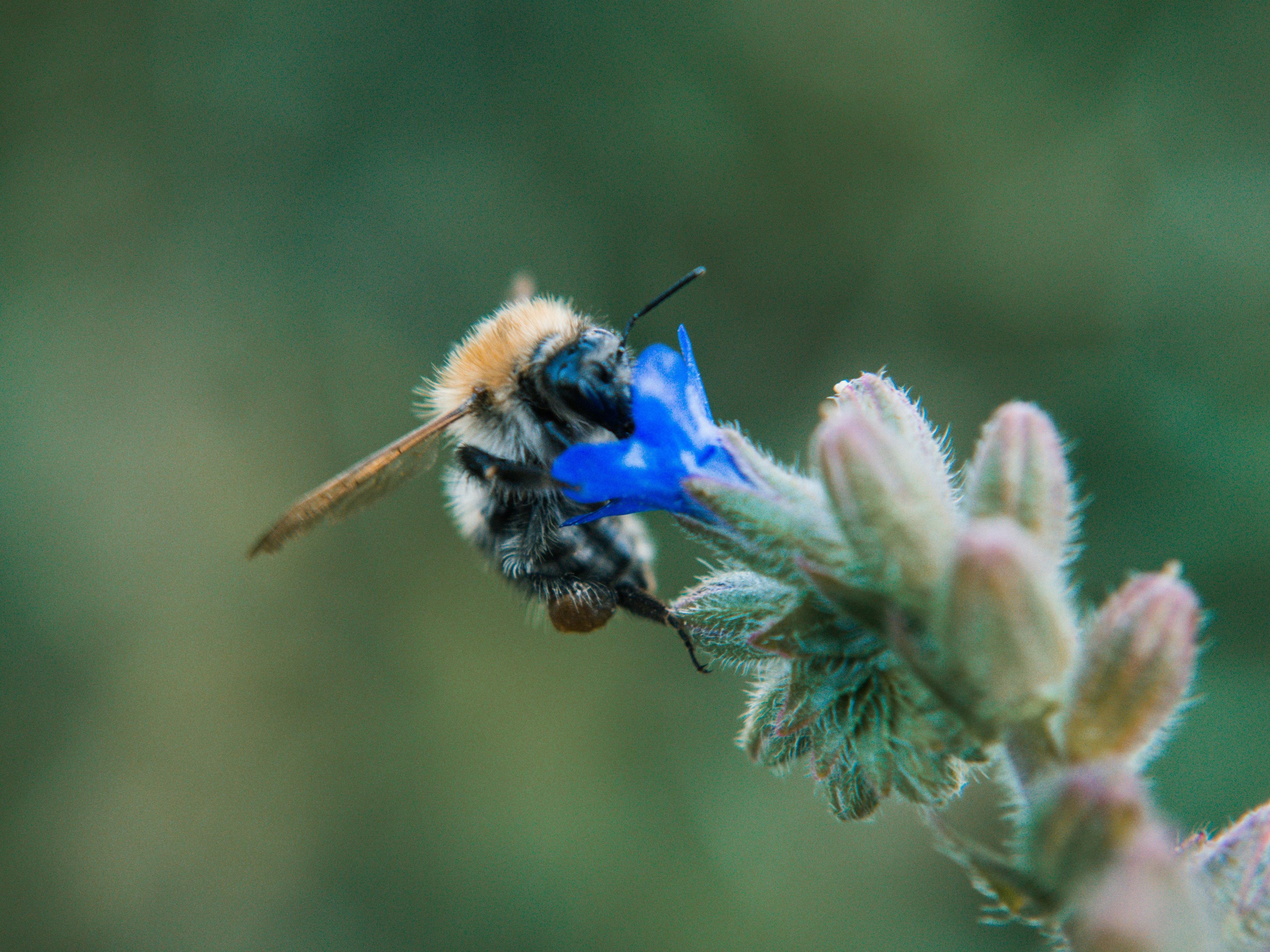 Close-up of a bee collecting nectar from a vibrant blue flower, showcasing intricate details of both the insect and the blossom.