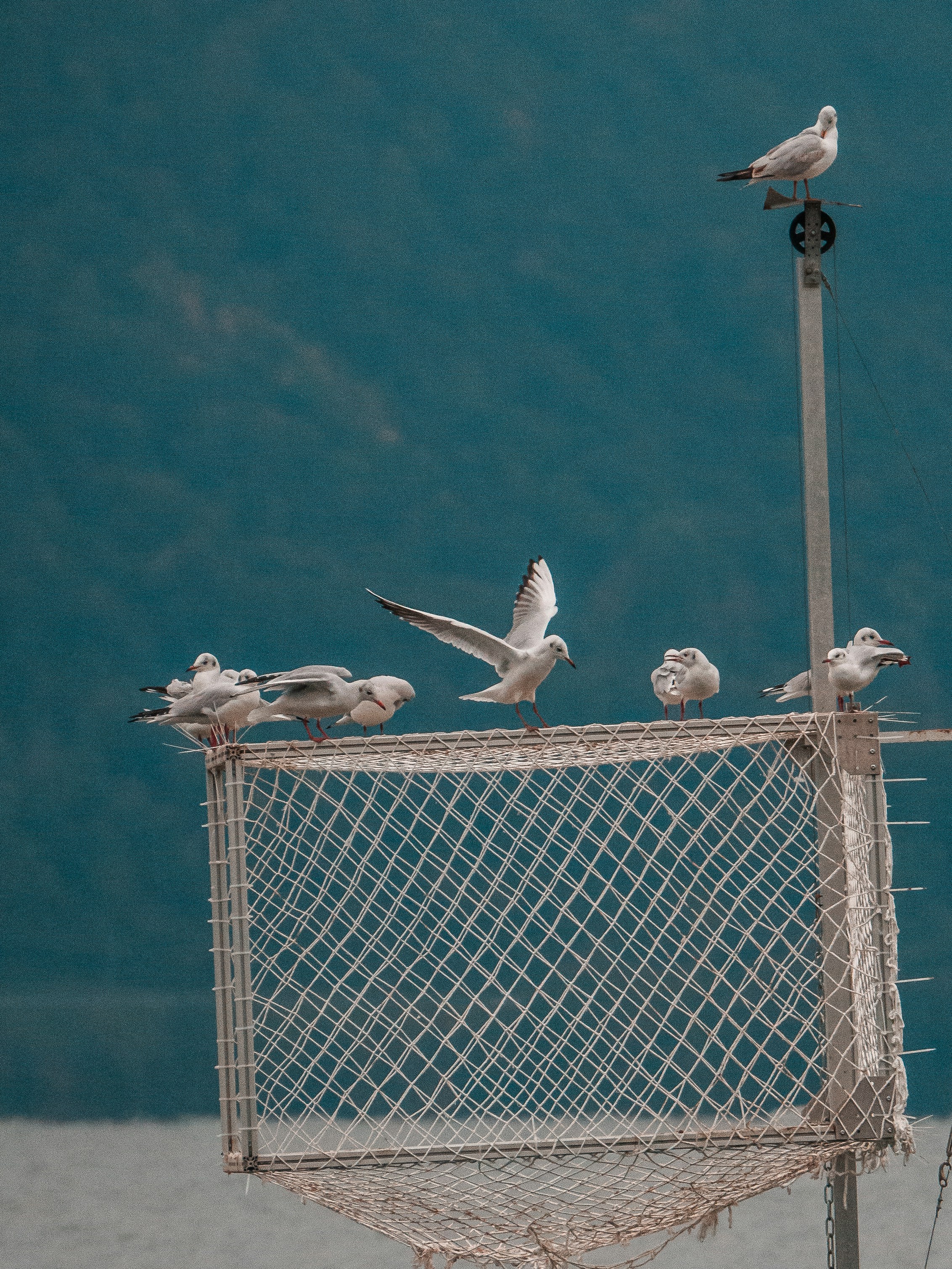 Seagulls at the Mesh Crown: Perched and In Flight