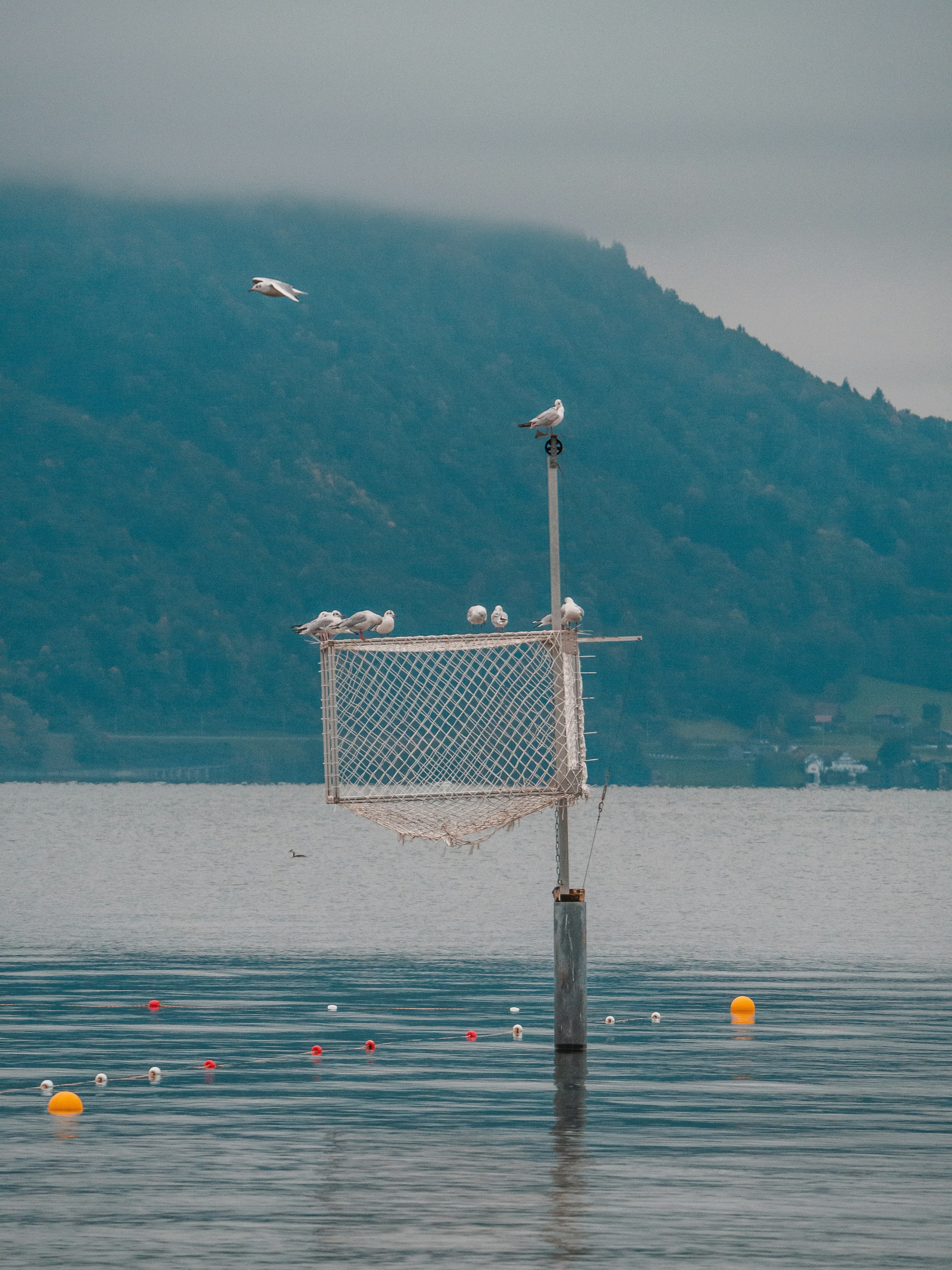 Seabird Perch Above Quiet Water