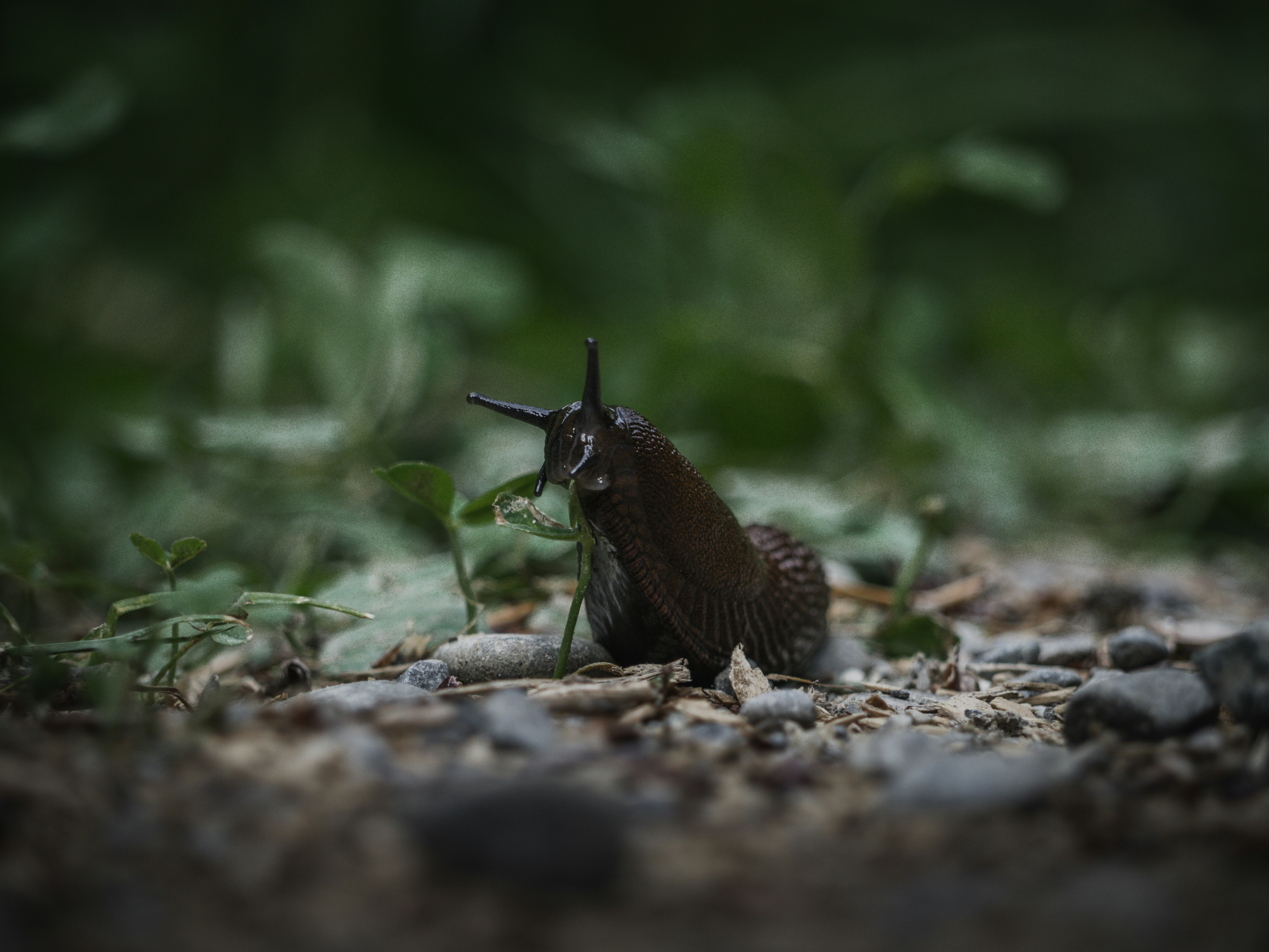 A Quiet Stride: Snail Crossing a Pebble Path