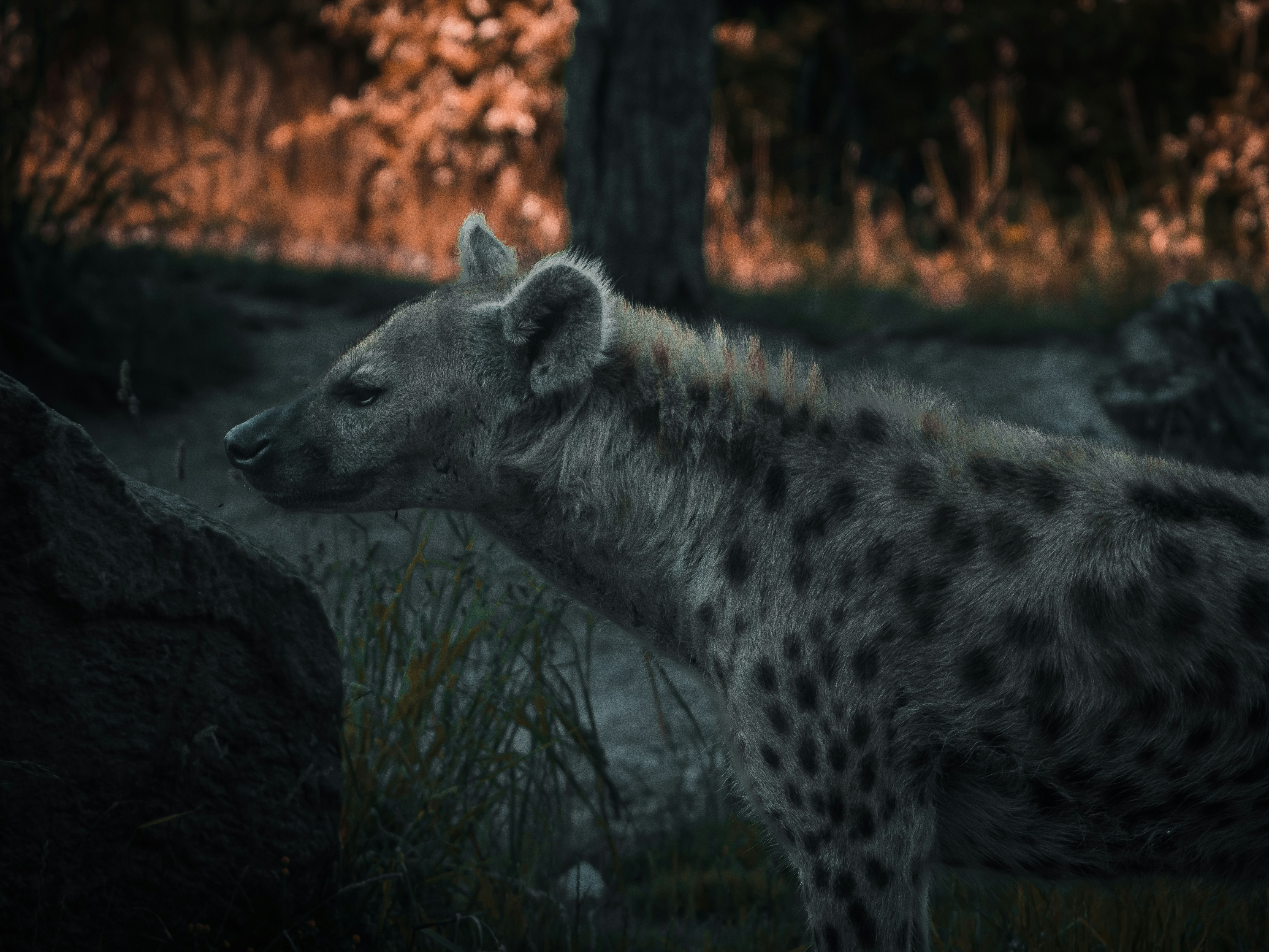 Dusk-Shadow Hyena: A Profile in Ember-Tinted Light