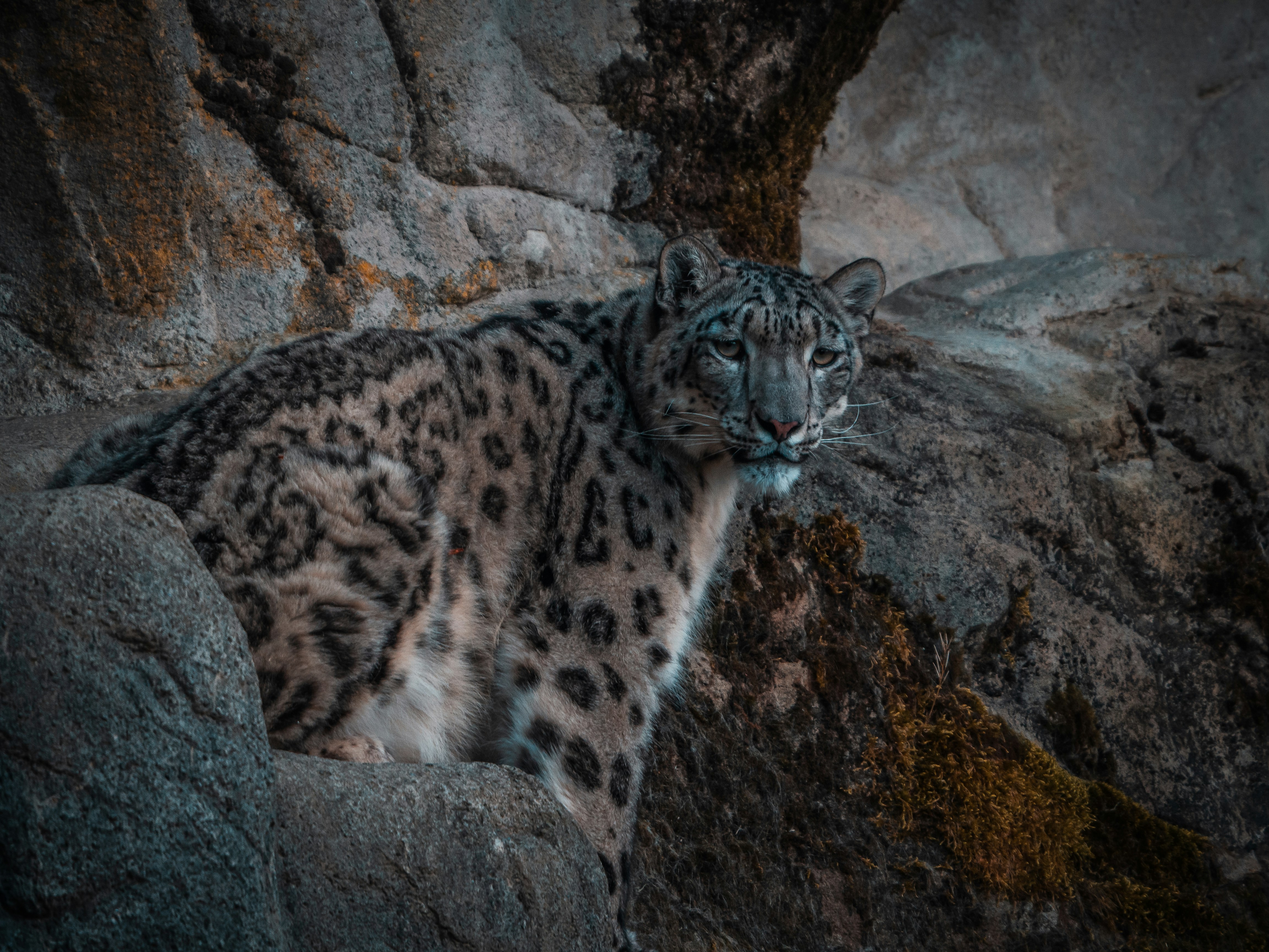 A spotted wild cat lying on rocks photo – Free Zürich Image on Unsplash