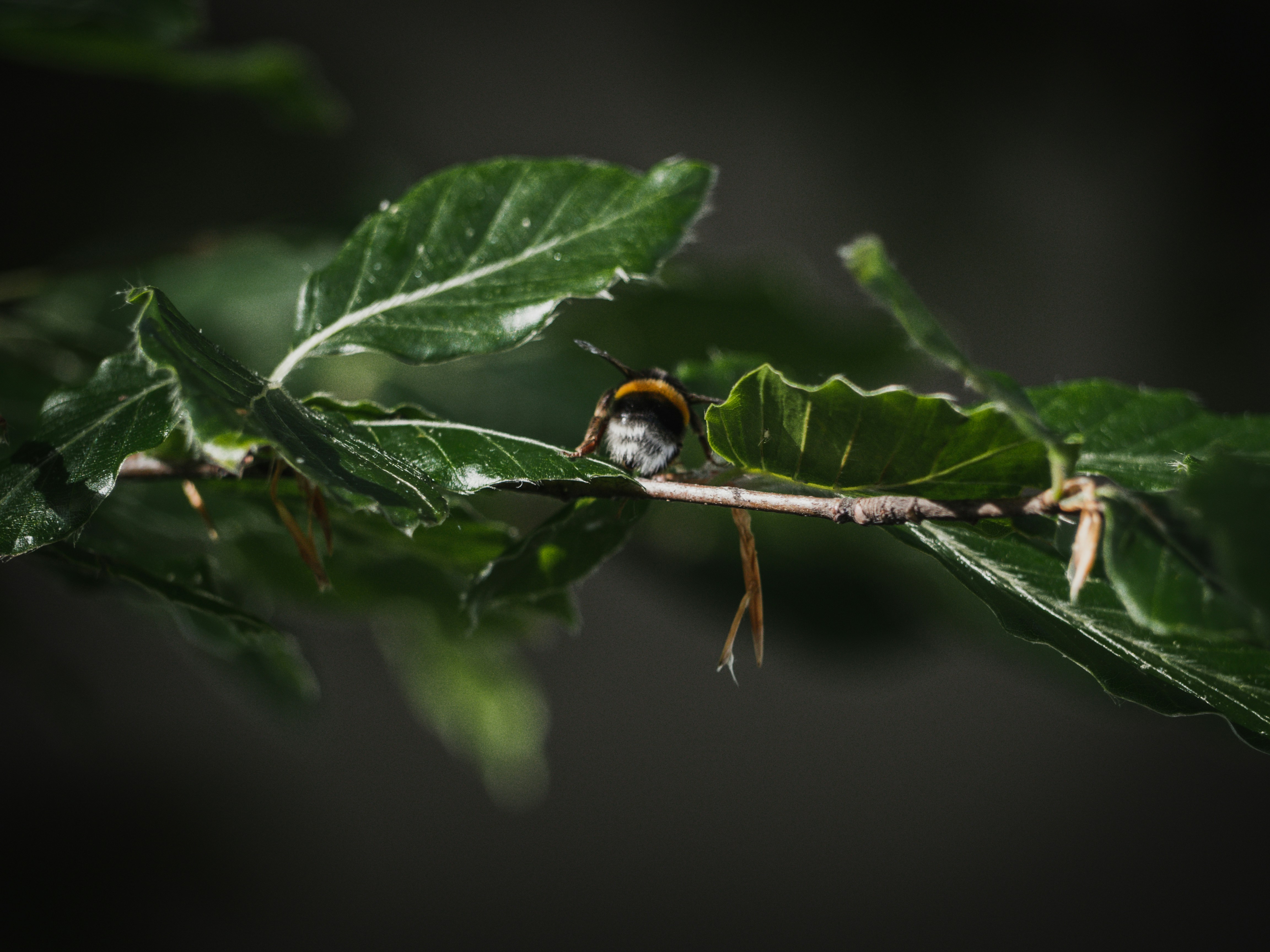 Tiny Navigator on a Leaf мост — a close encounter with a dew-kissed leaf and a perched insect