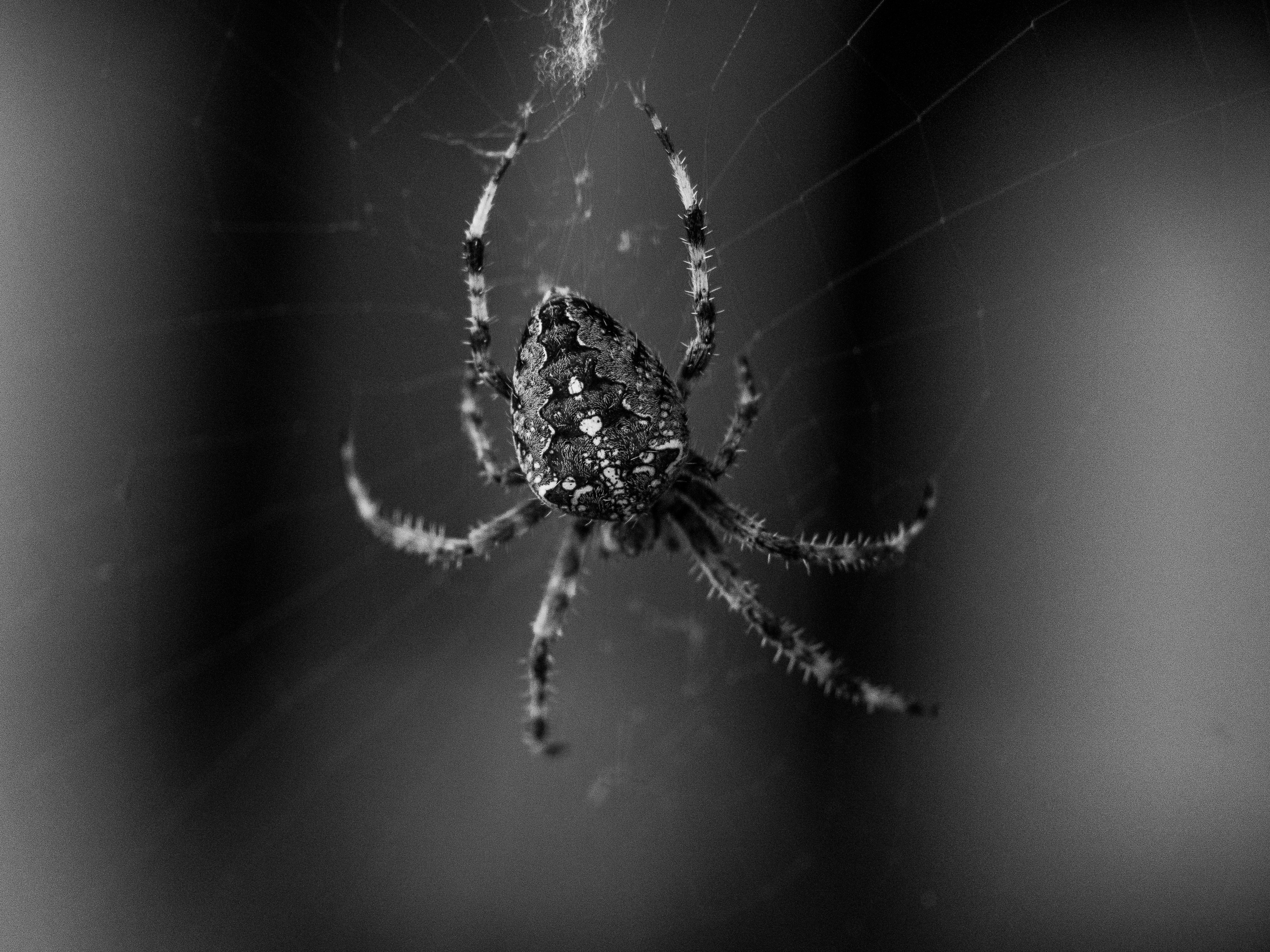 Web of Night: Central Spider with Dew-dotted Silk