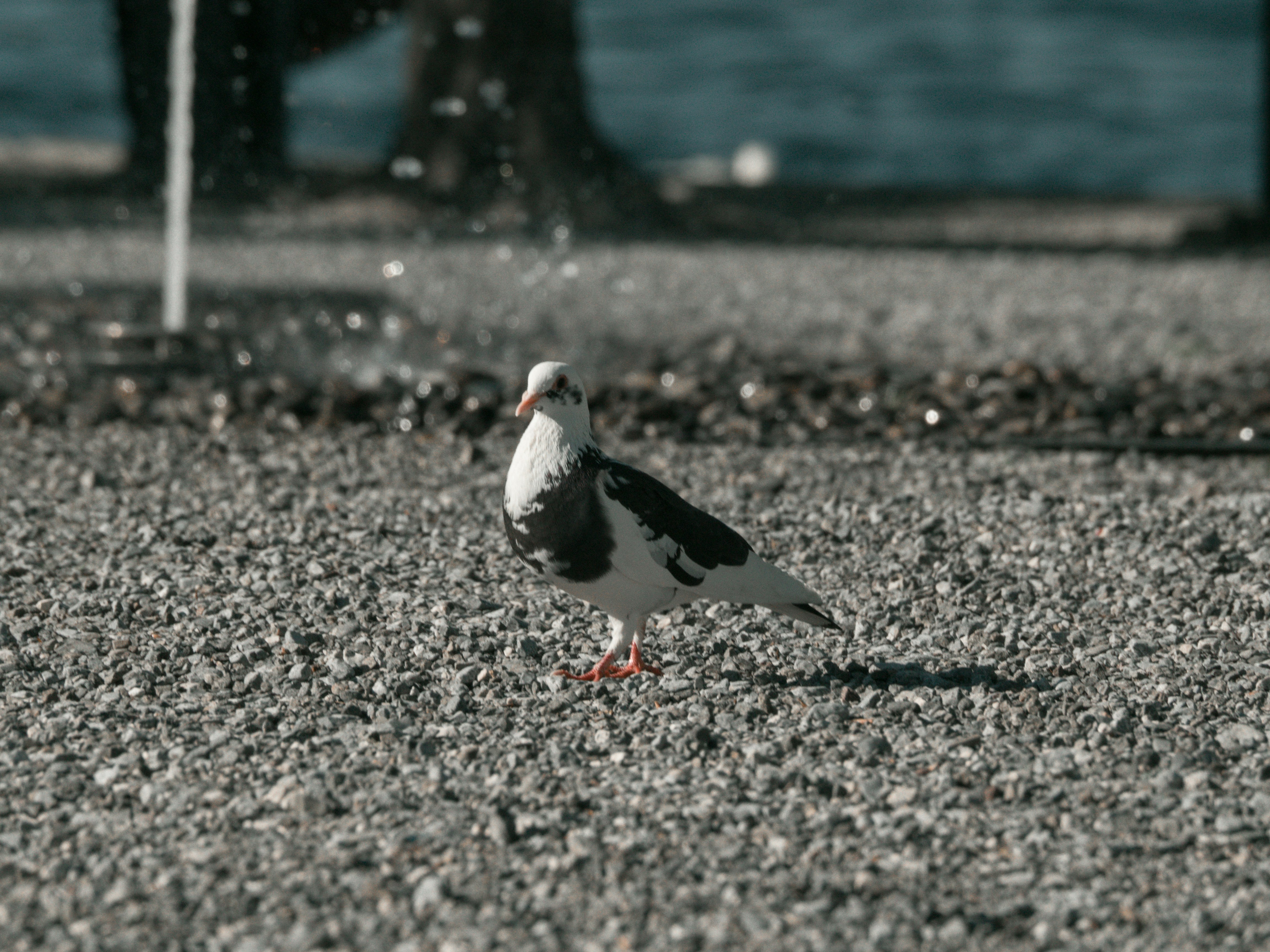 Low-Tide Sentinel: Seagull Pause on a Gravelly Shore