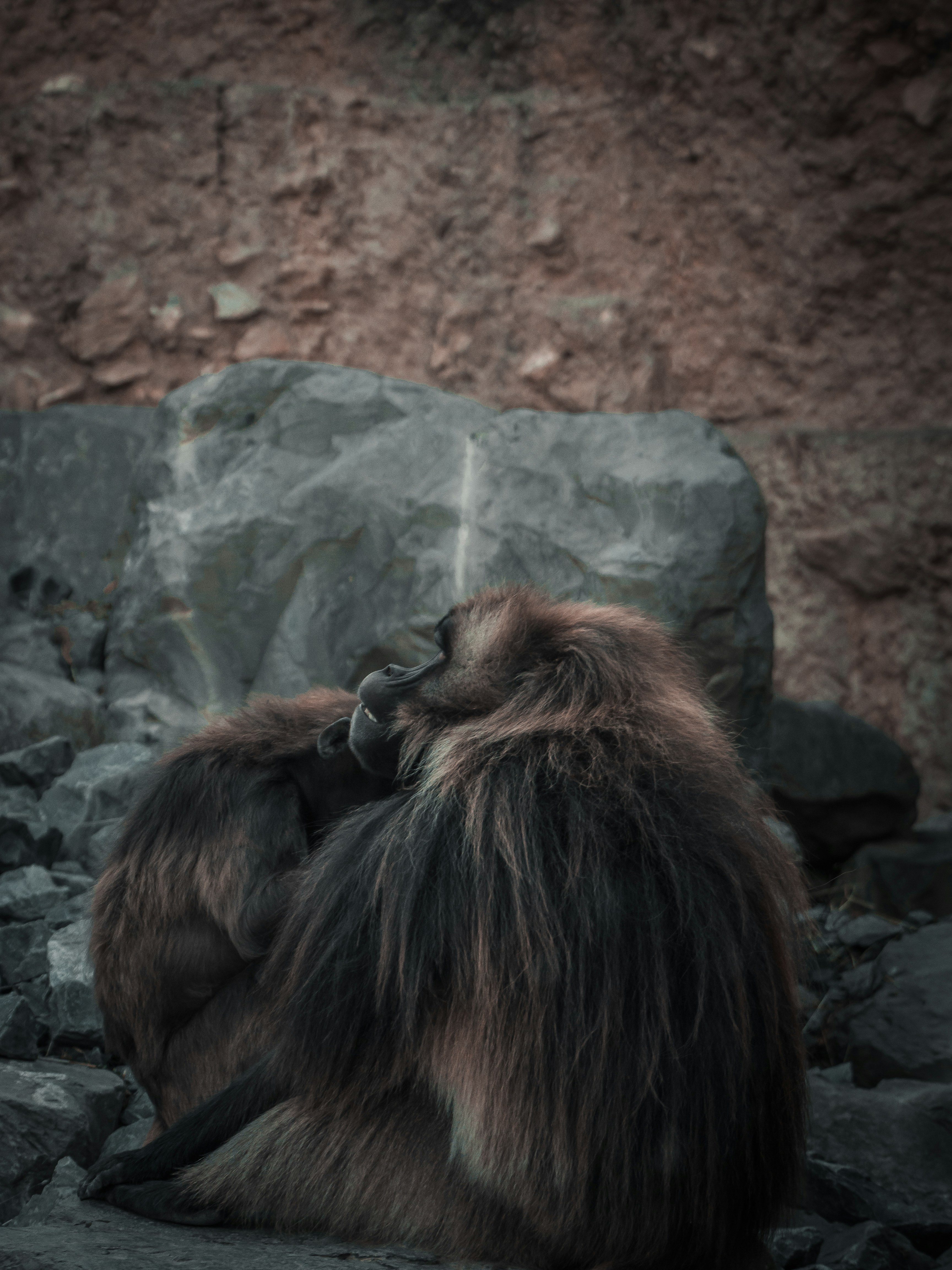 Warmth Amid Stone: Two Long-Haired Figures Nestled on Rugged Rock