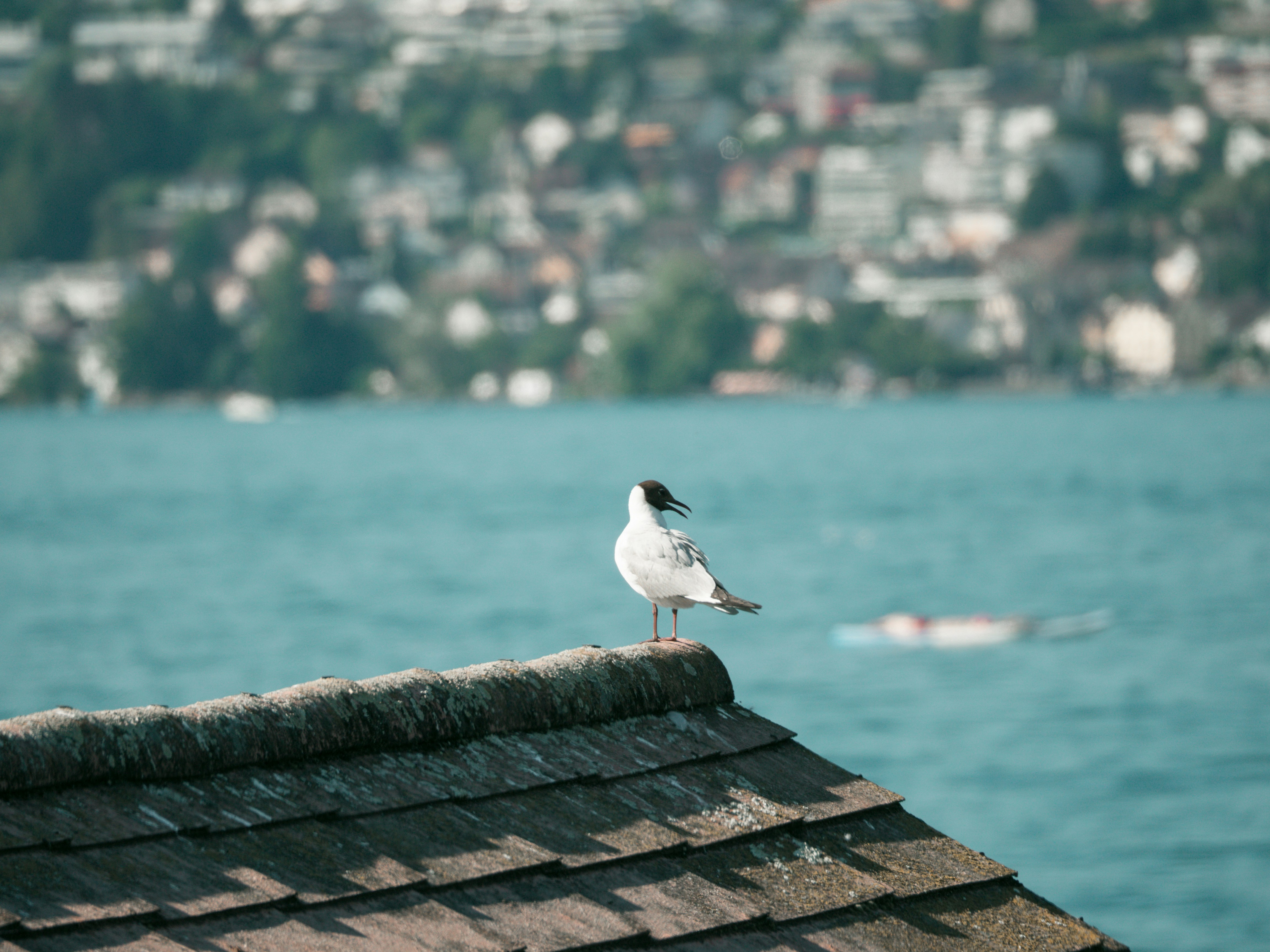 Lone Gull Perches on Weathered Roof Above a Turquoise Harbor