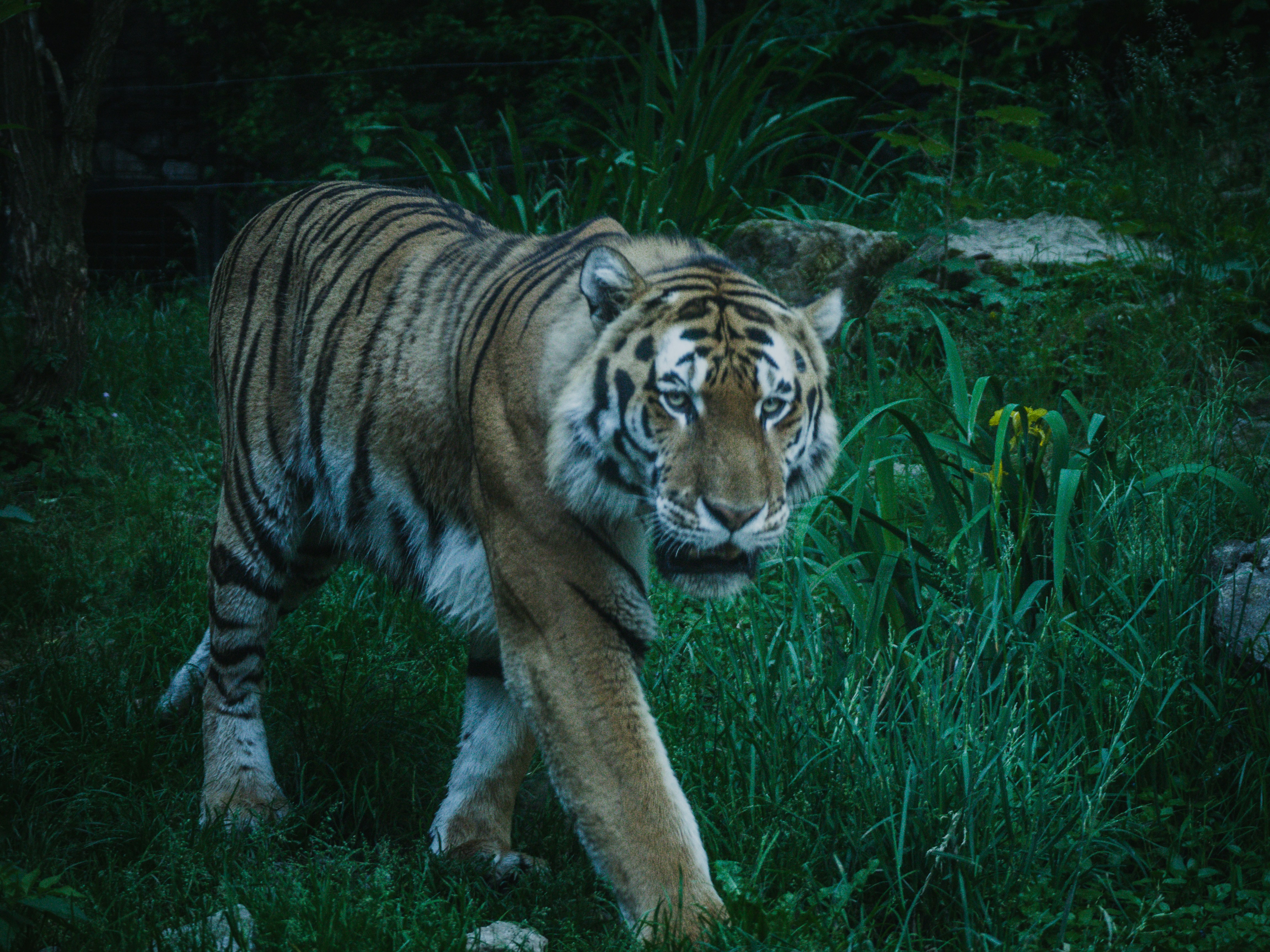 Tiger in Shadowed Grass: A Quiet Pursuit