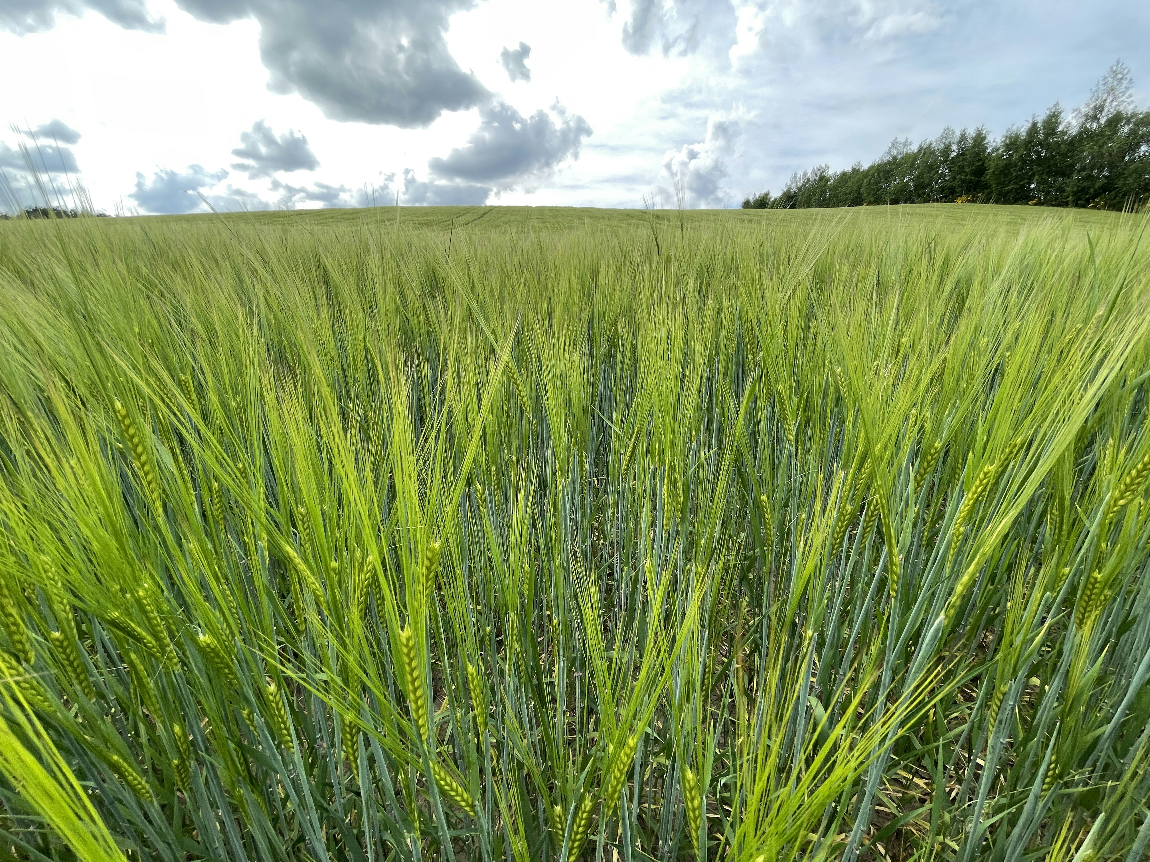 Foto Un campo de hierba verde – Imagen Strzepcz gratis en Unsplash