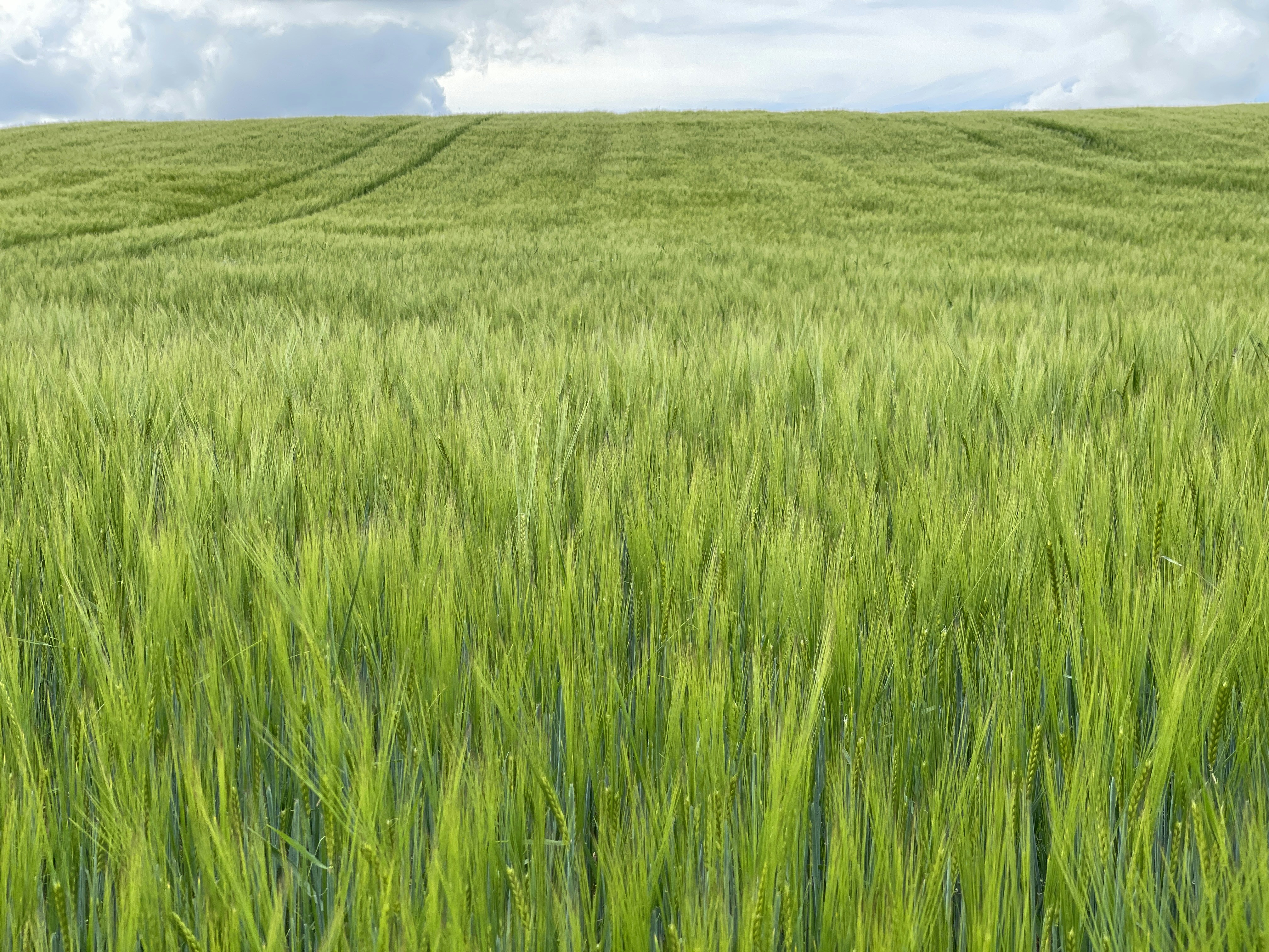 Un campo de hierba verde foto – Imagen de Strzepcz gratuita en Unsplash