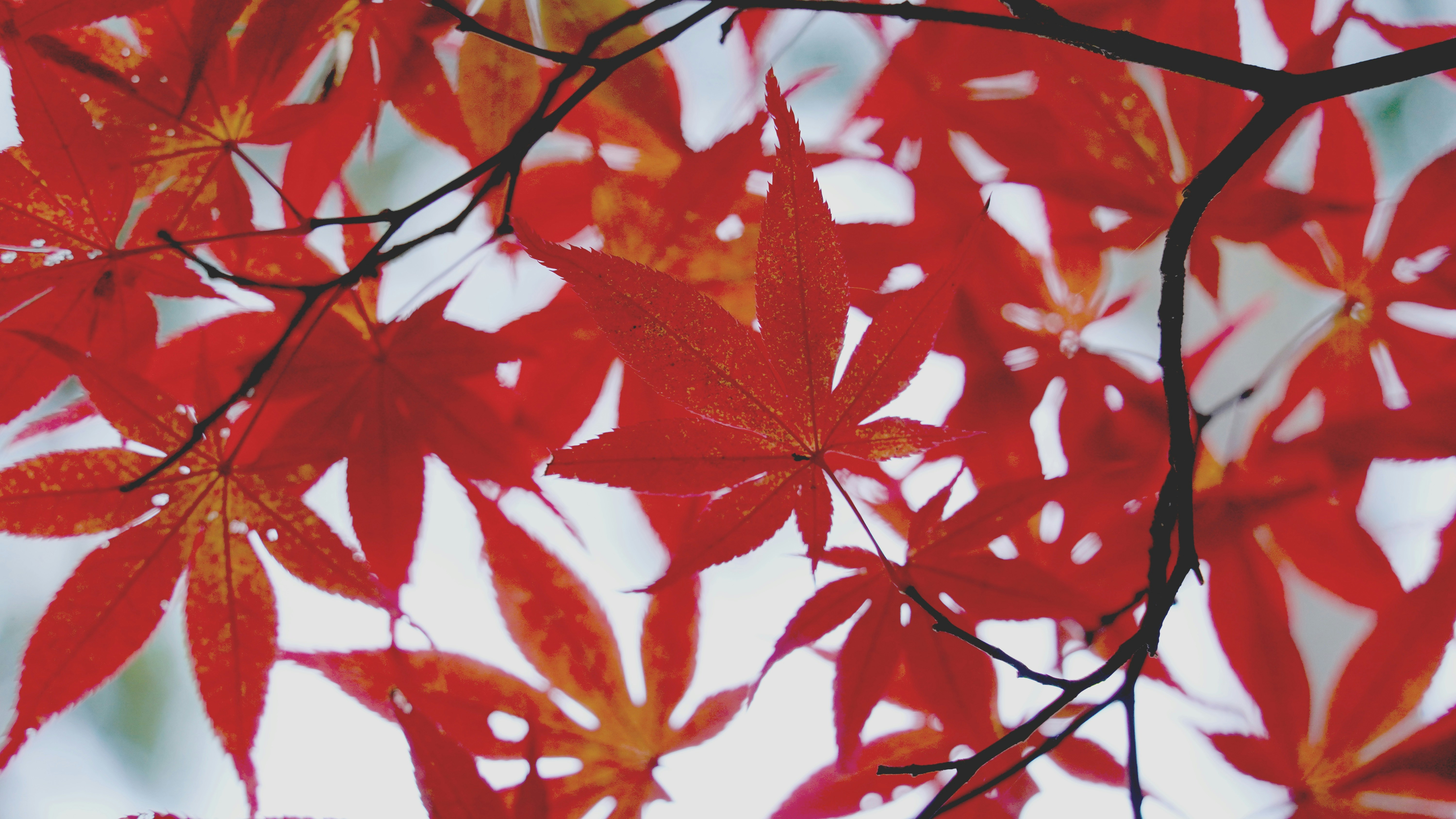 Scarlet Lattice: Close-Up of Autumn Maple Leaves Against a Bright Sky