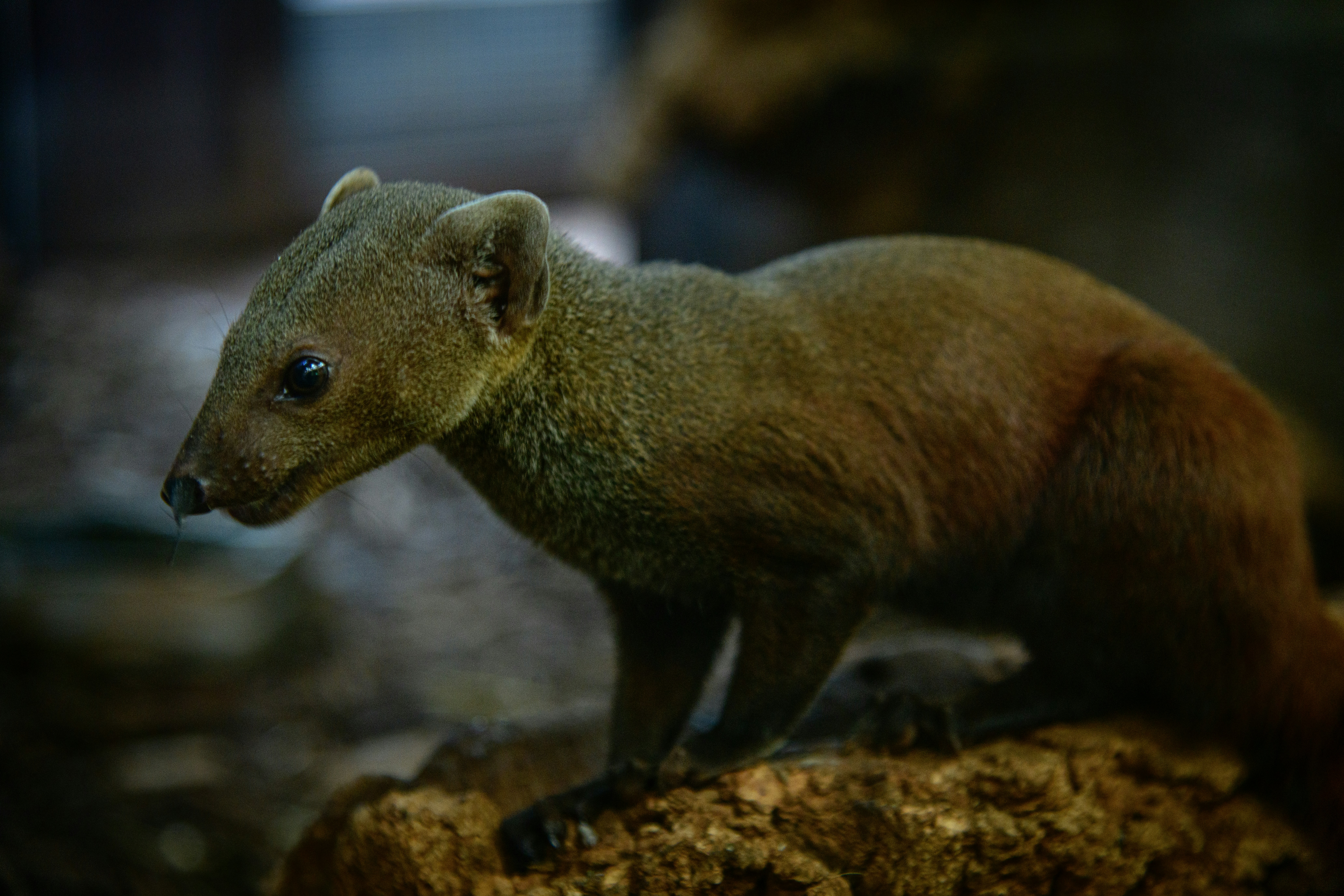 Nocturnal Prowler on a Mossy Rock