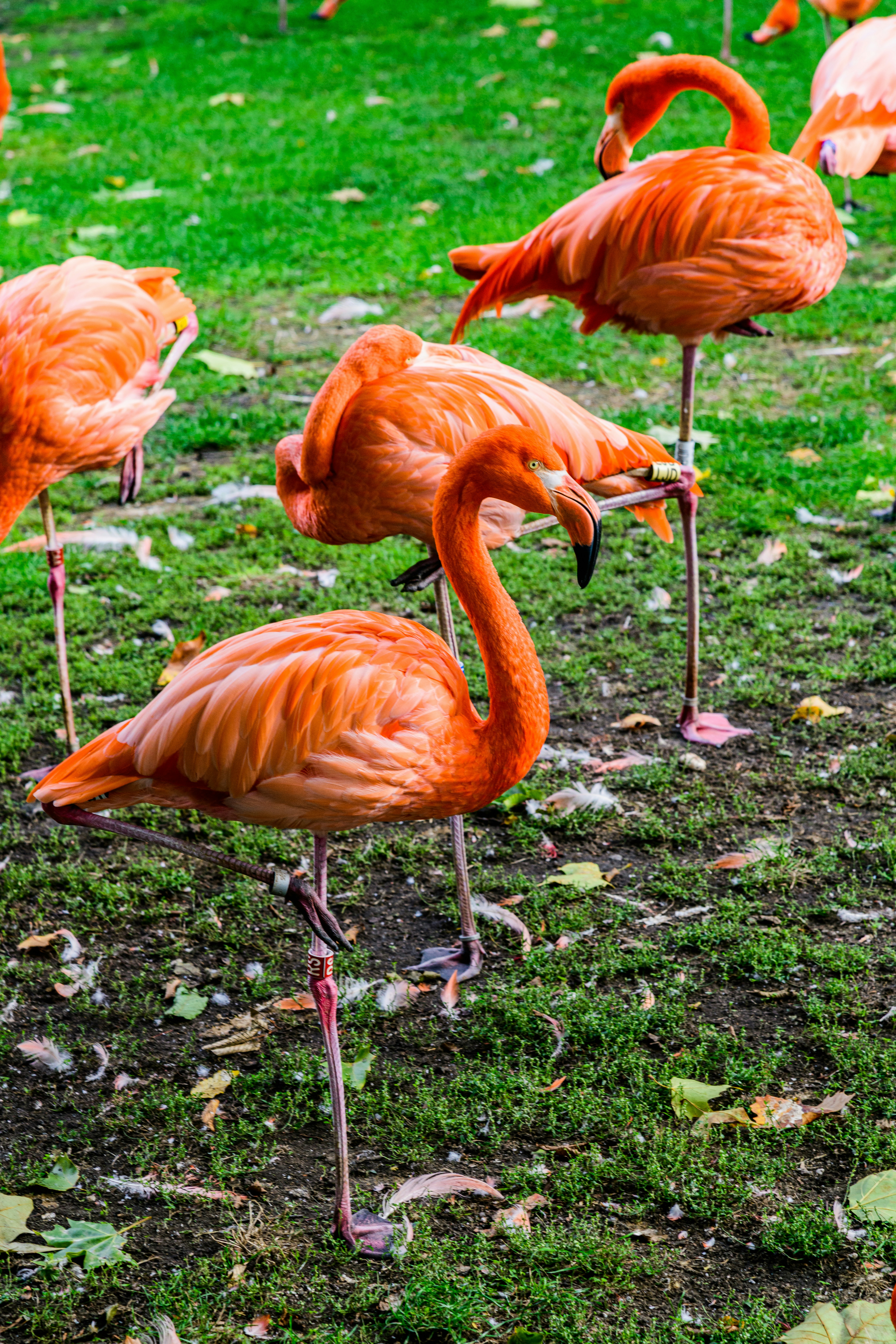 A group of flamingos on grass photo – Free Animal Image on Unsplash