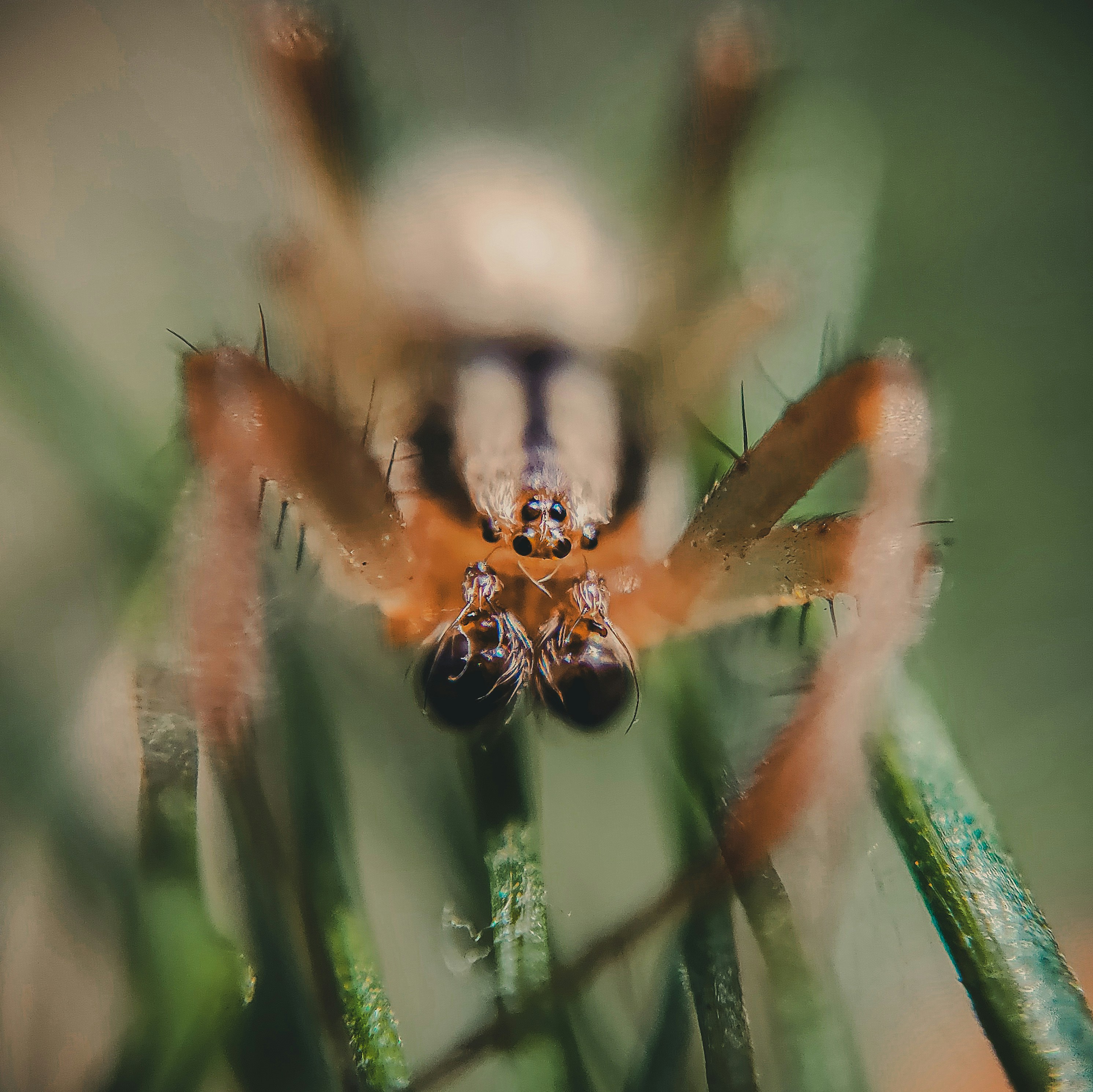 Close-up of a garden spider, showcasing its detailed features and the surrounding greenery. The focus highlights the spider's eyes and legs, emphasizing its delicate structure.
