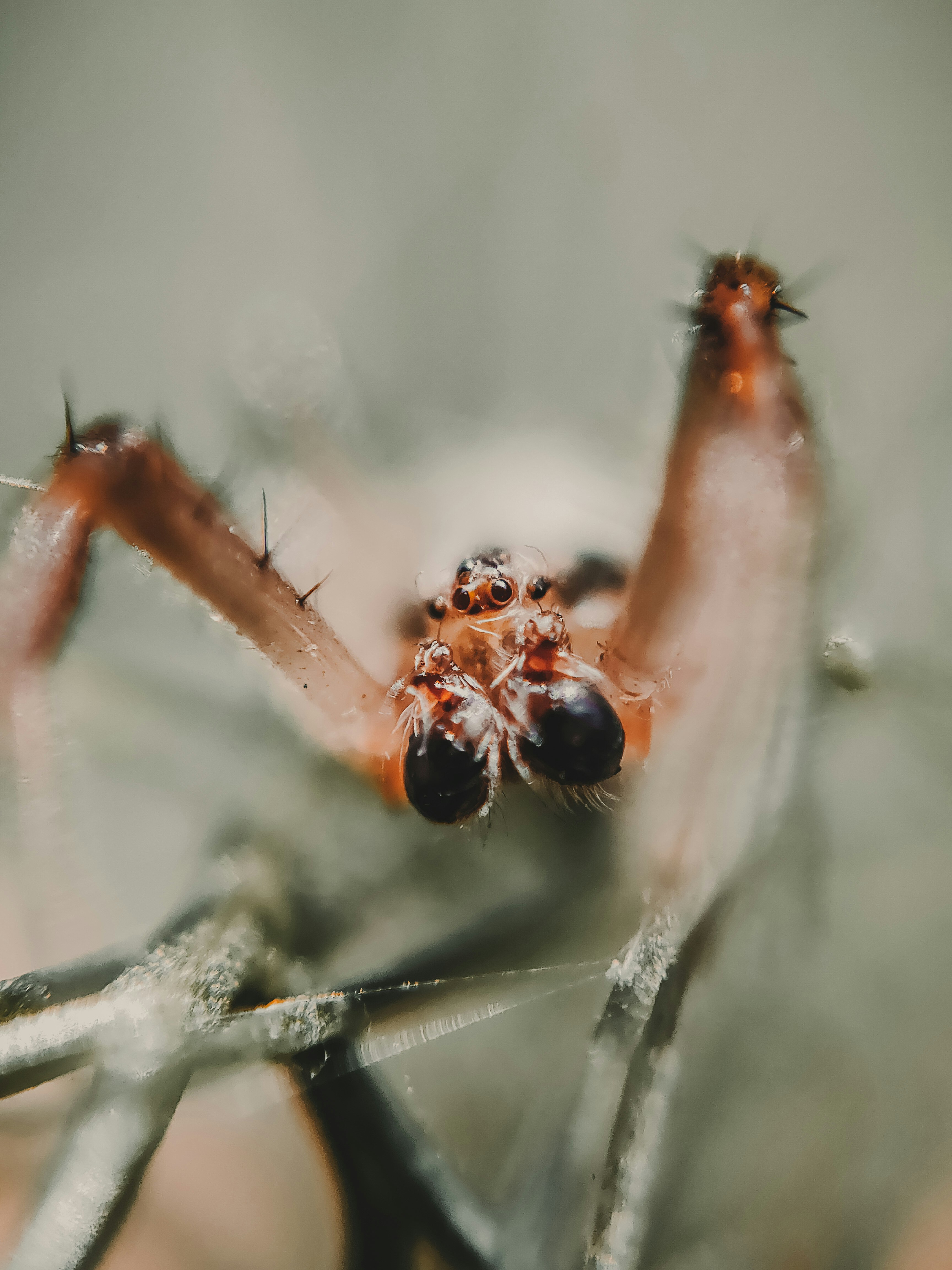 Attention at the Front: A Macro Portrait of a Spiny Jumping Spider