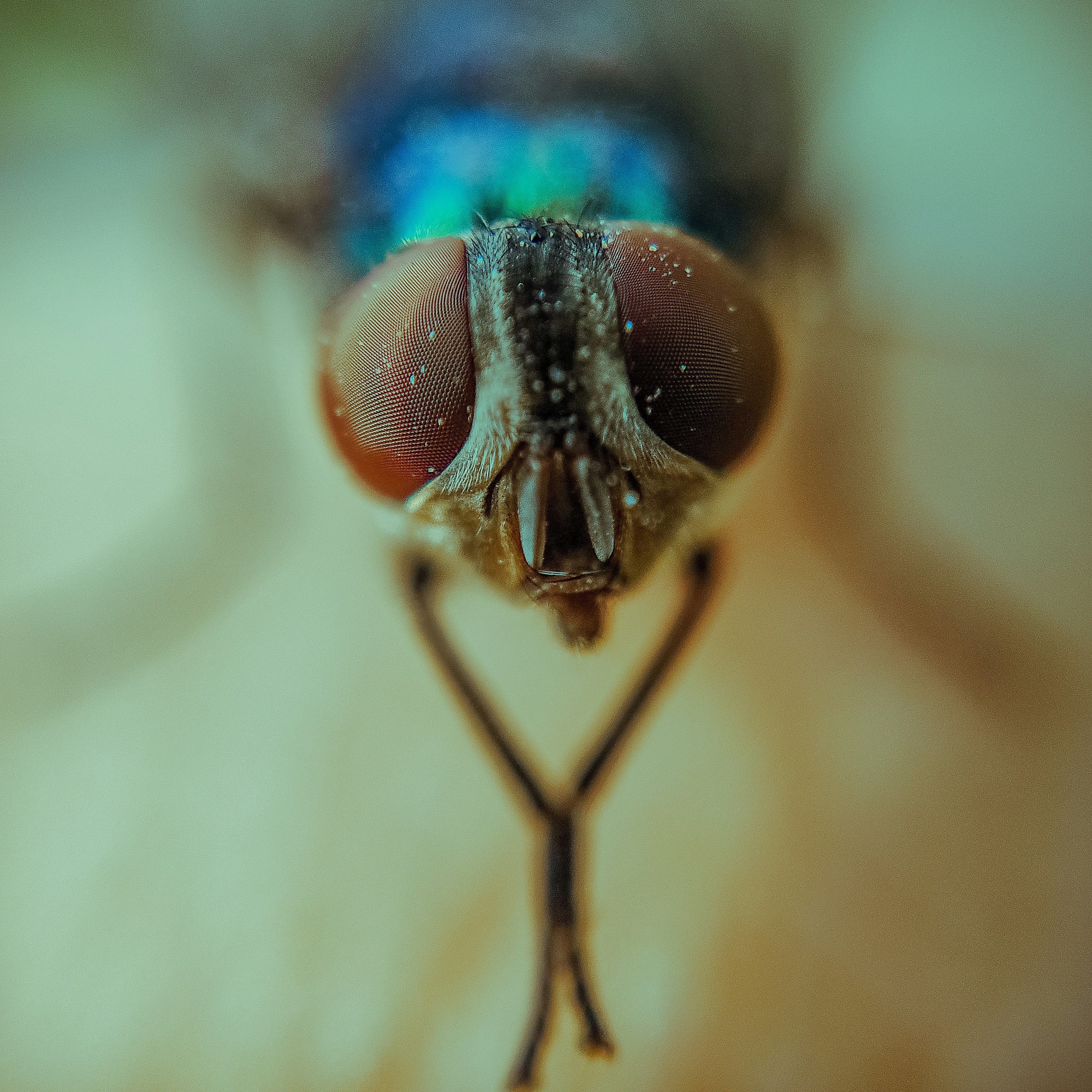 Close-up of a fly showcasing intricate details of its eyes and mouthparts. The macro perspective reveals textures and colors not typically seen.
