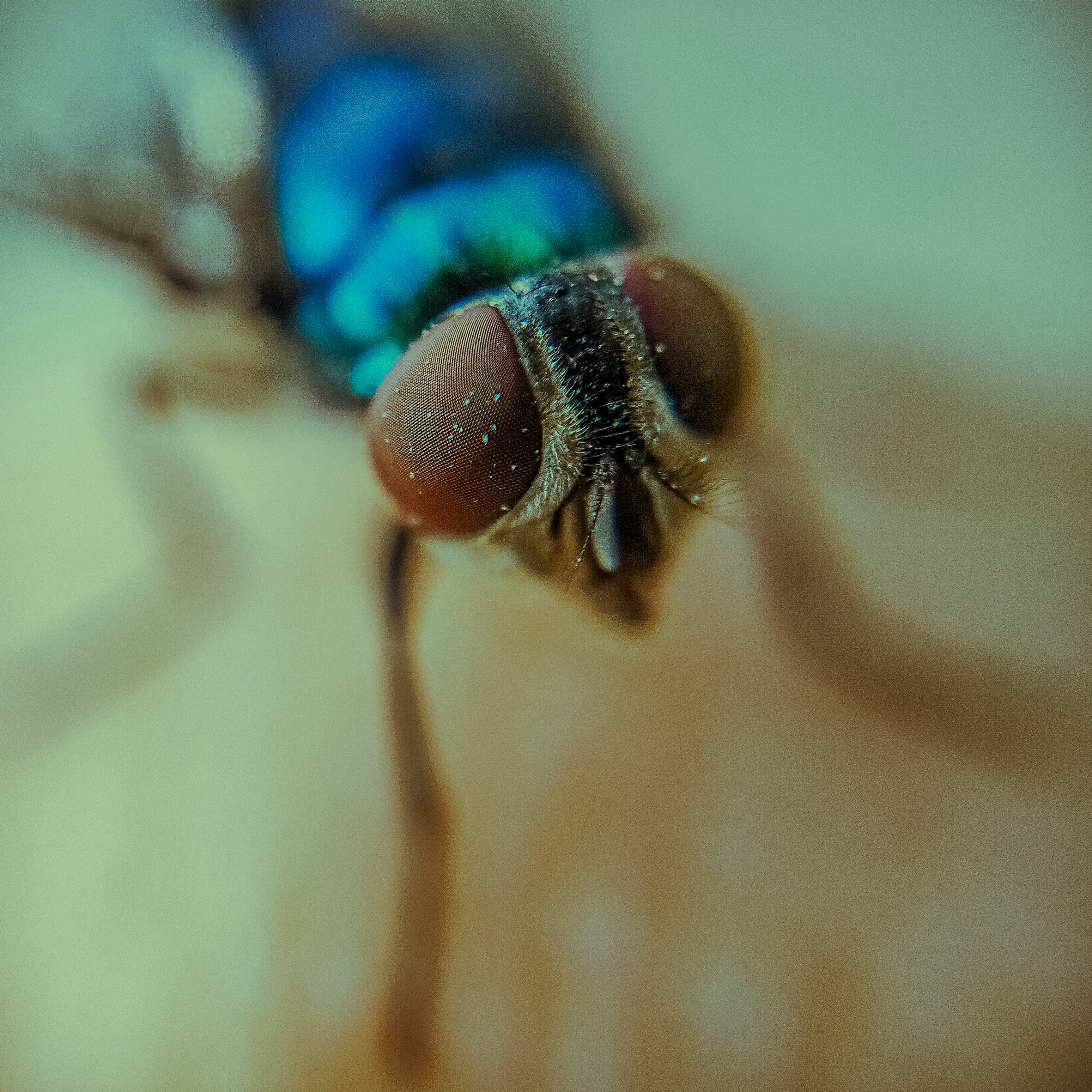 Jewel-Head Macro: Close-Up of an Iridescent Beetle