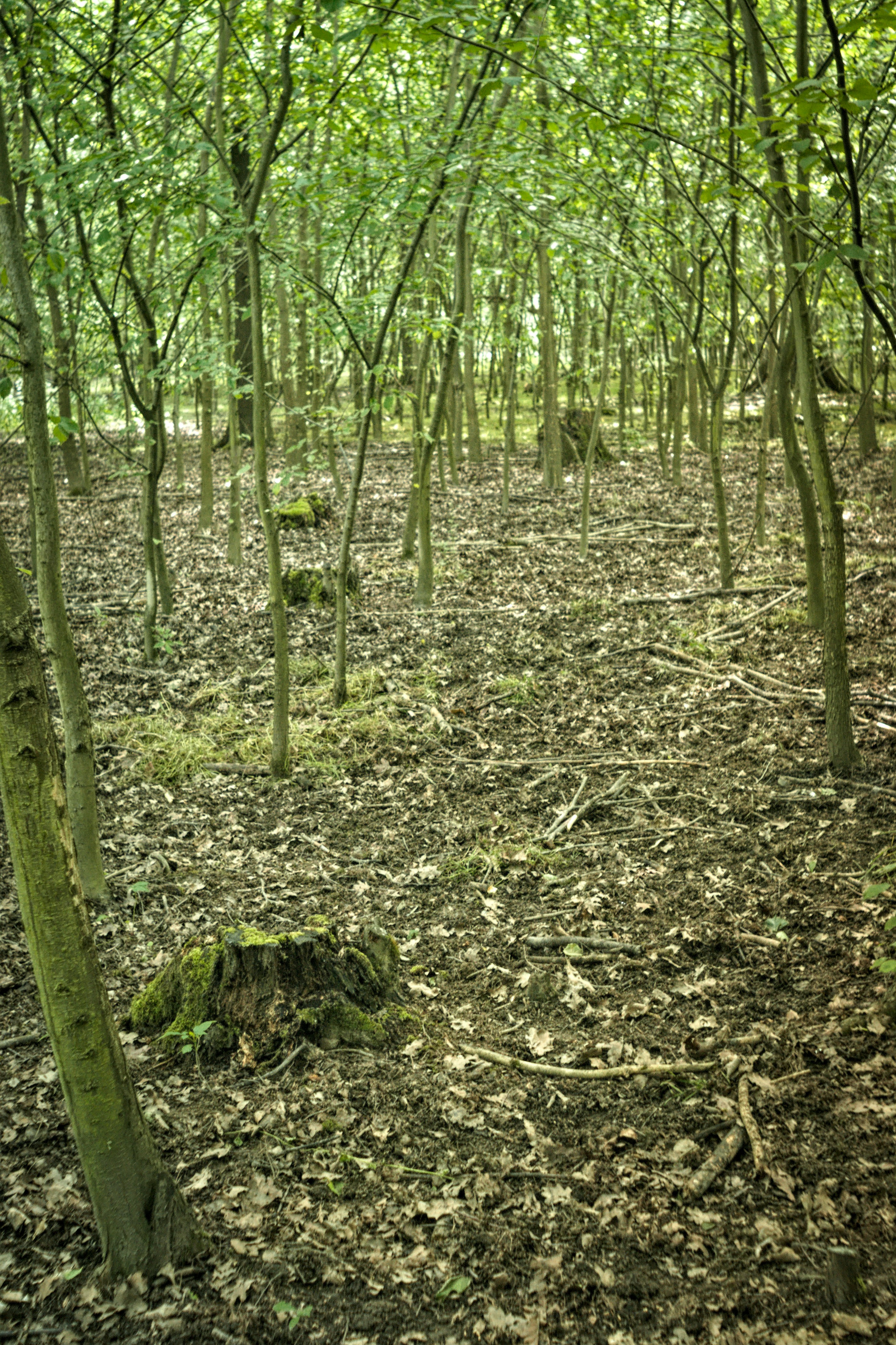 Whispering Aisles: Mossy Stump in a Forest of Slender Trunks
