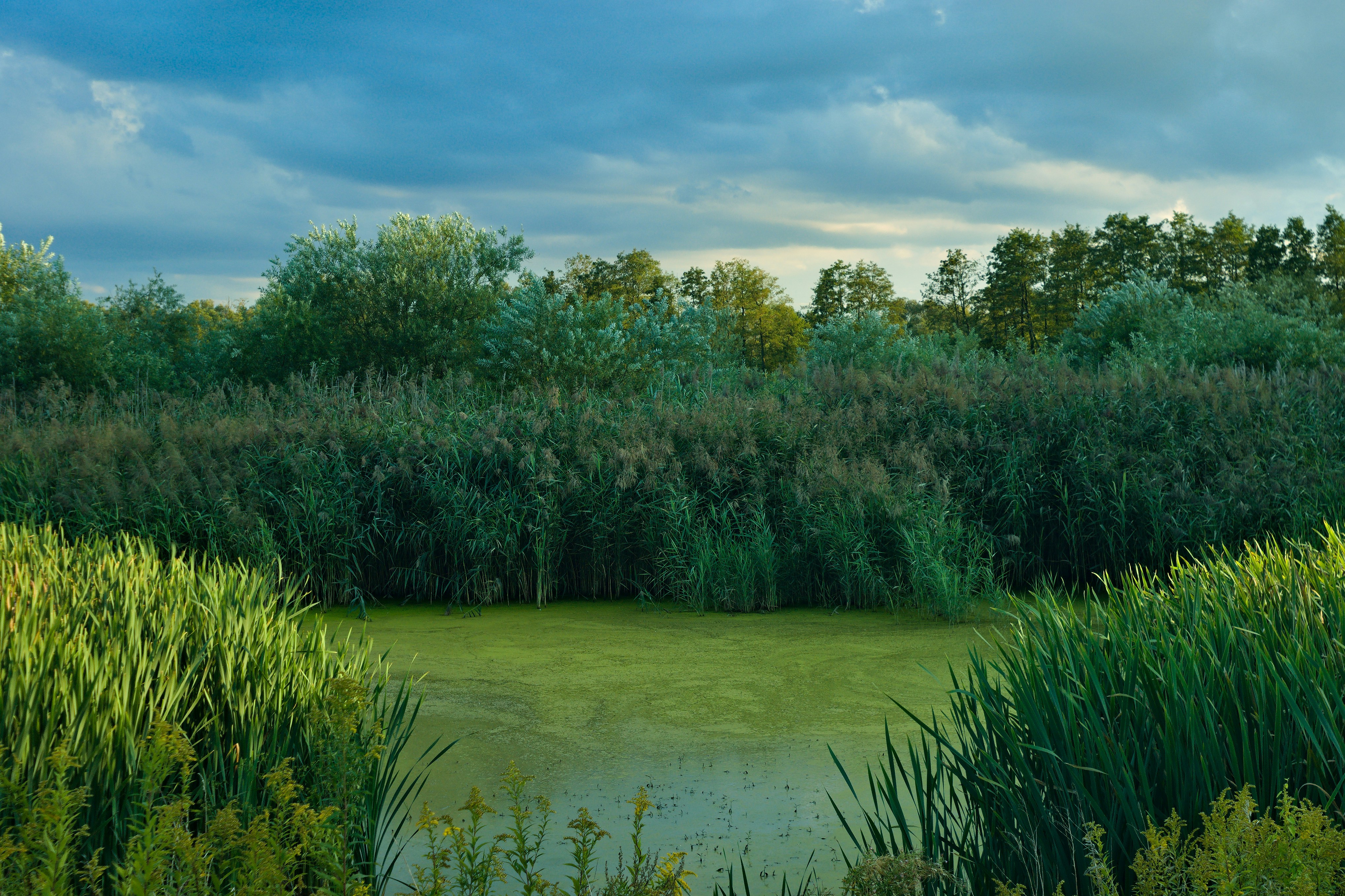Reeds Framing a Quiet Marsh Pool Beneath a Clouded Sky