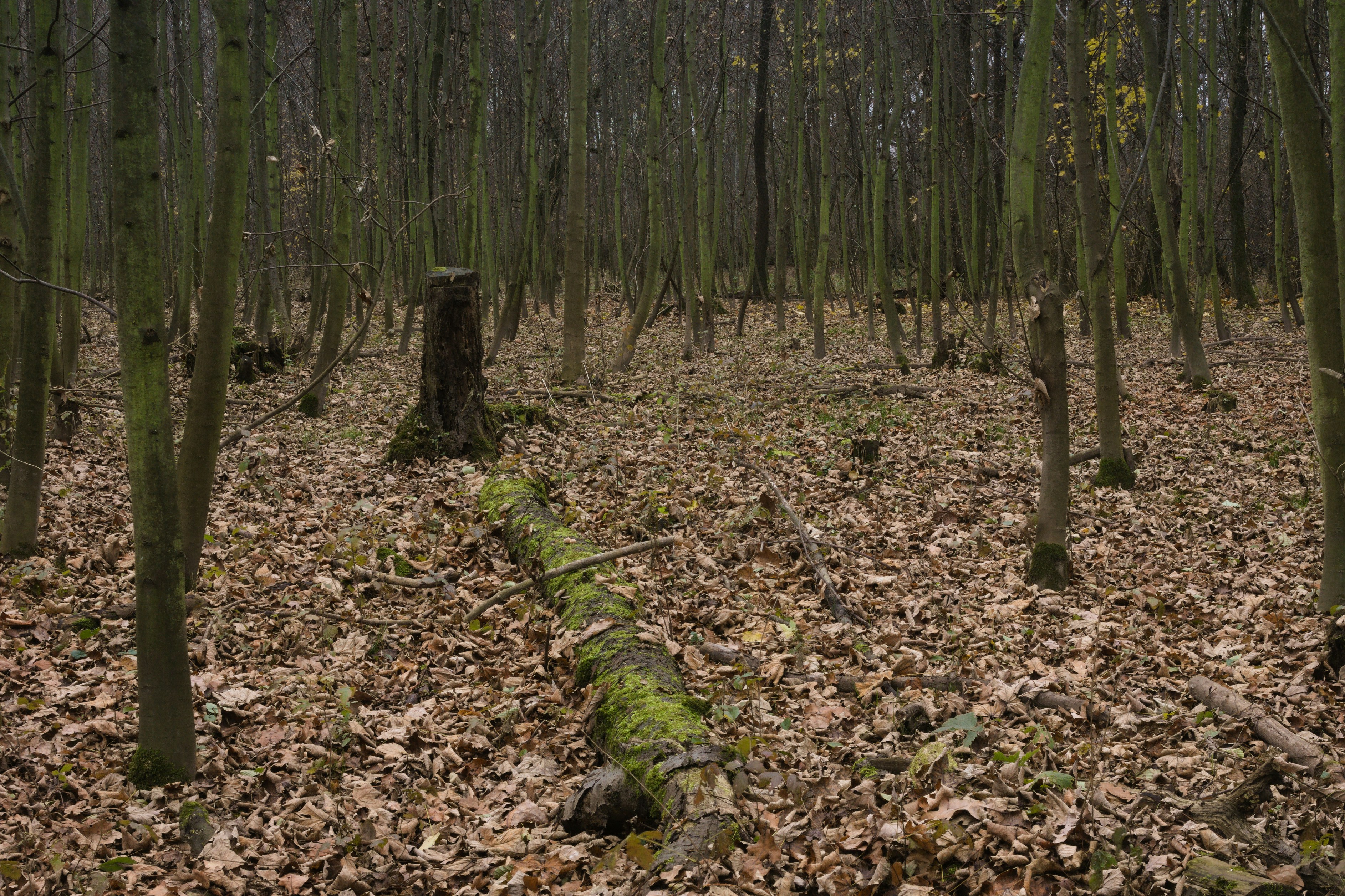 Moss-Covered Log Stretches Across a Leaf-Littered Forest Floor