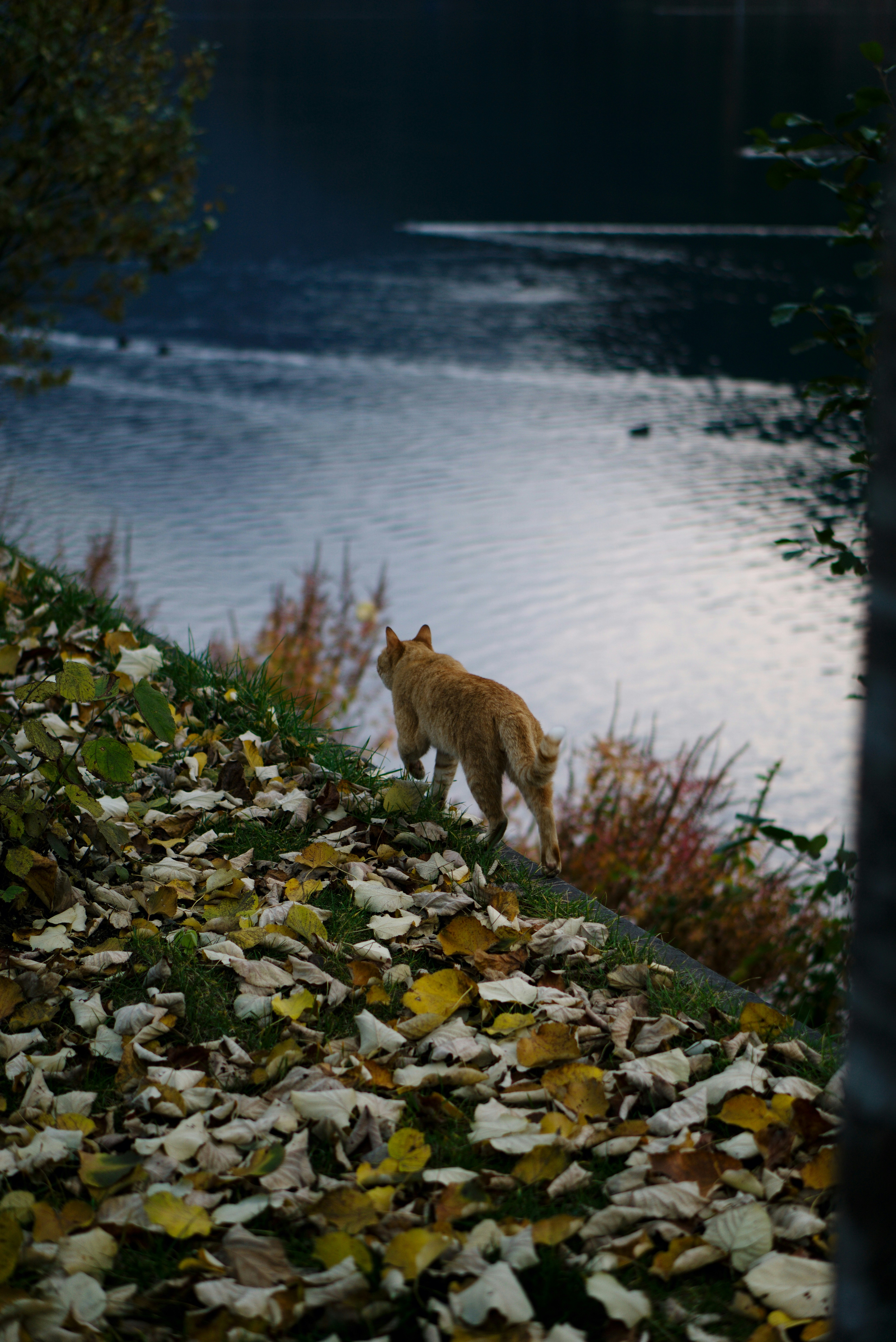 Amber Cat on the Lakebank: Autumn Leaves and Quiet Water