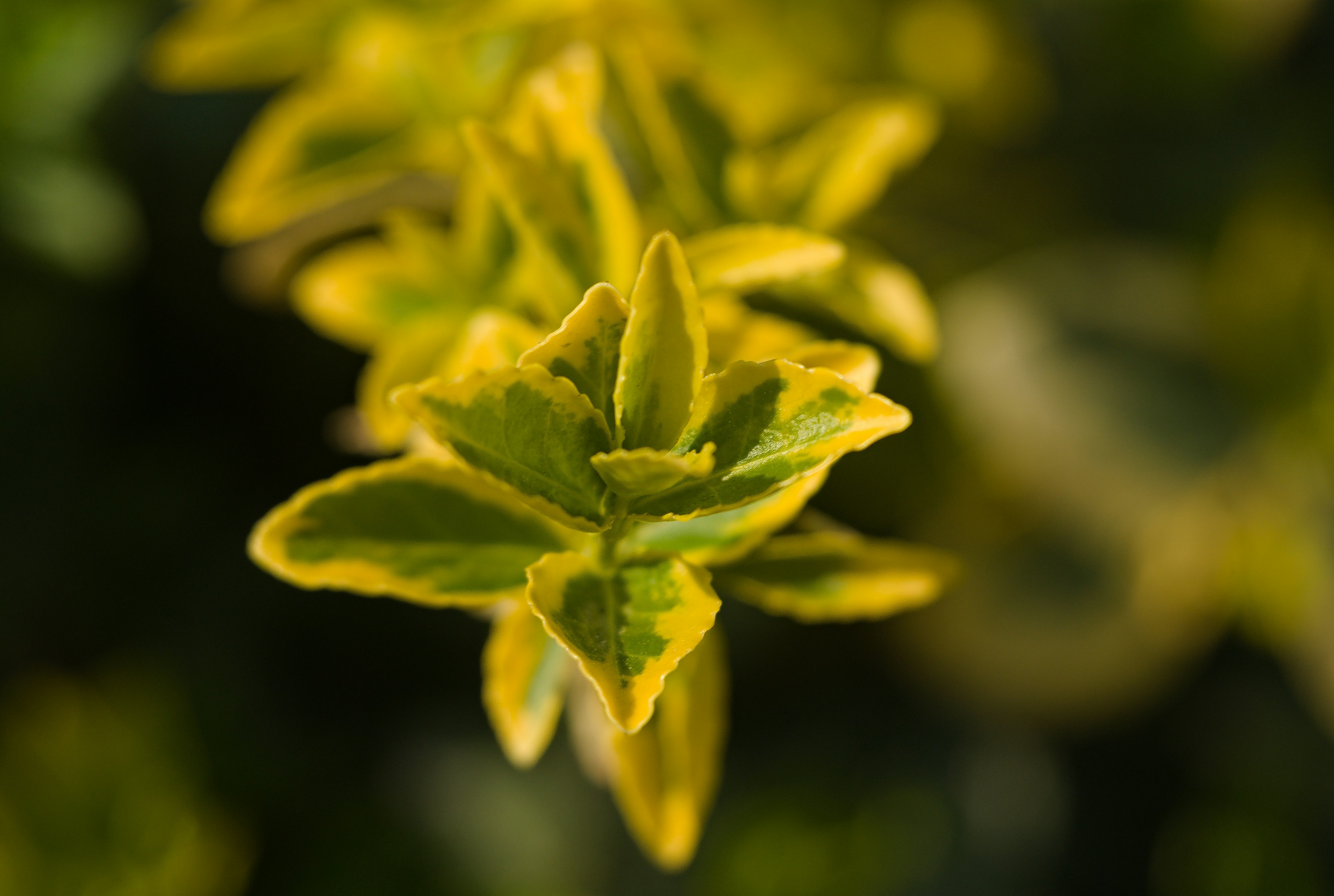Close-up of a vibrant green and yellow variegated leaf, showcasing intricate textures and details. The background features a soft bokeh effect, emphasizing the leaf's beauty.