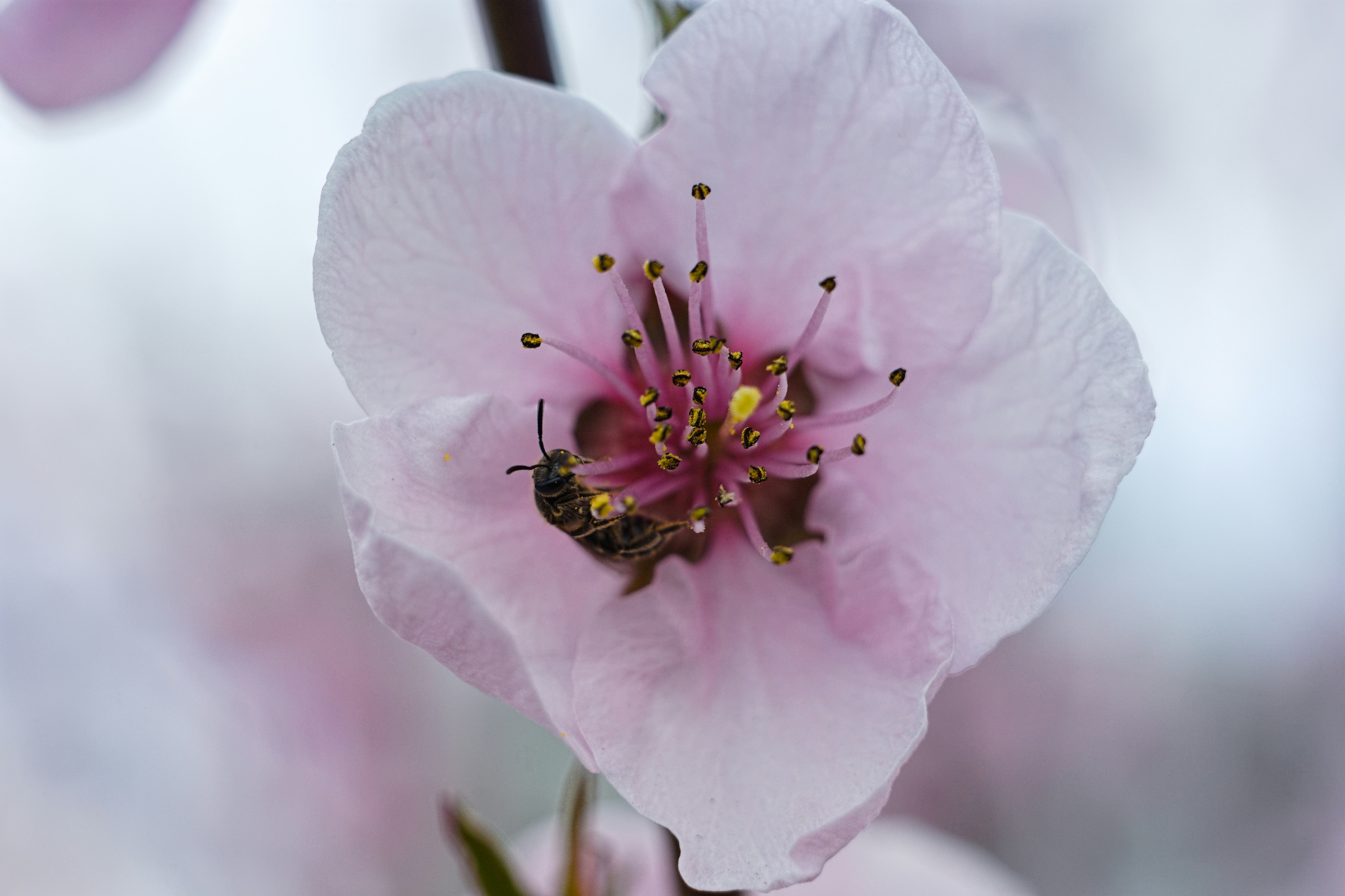 a bee on a flower