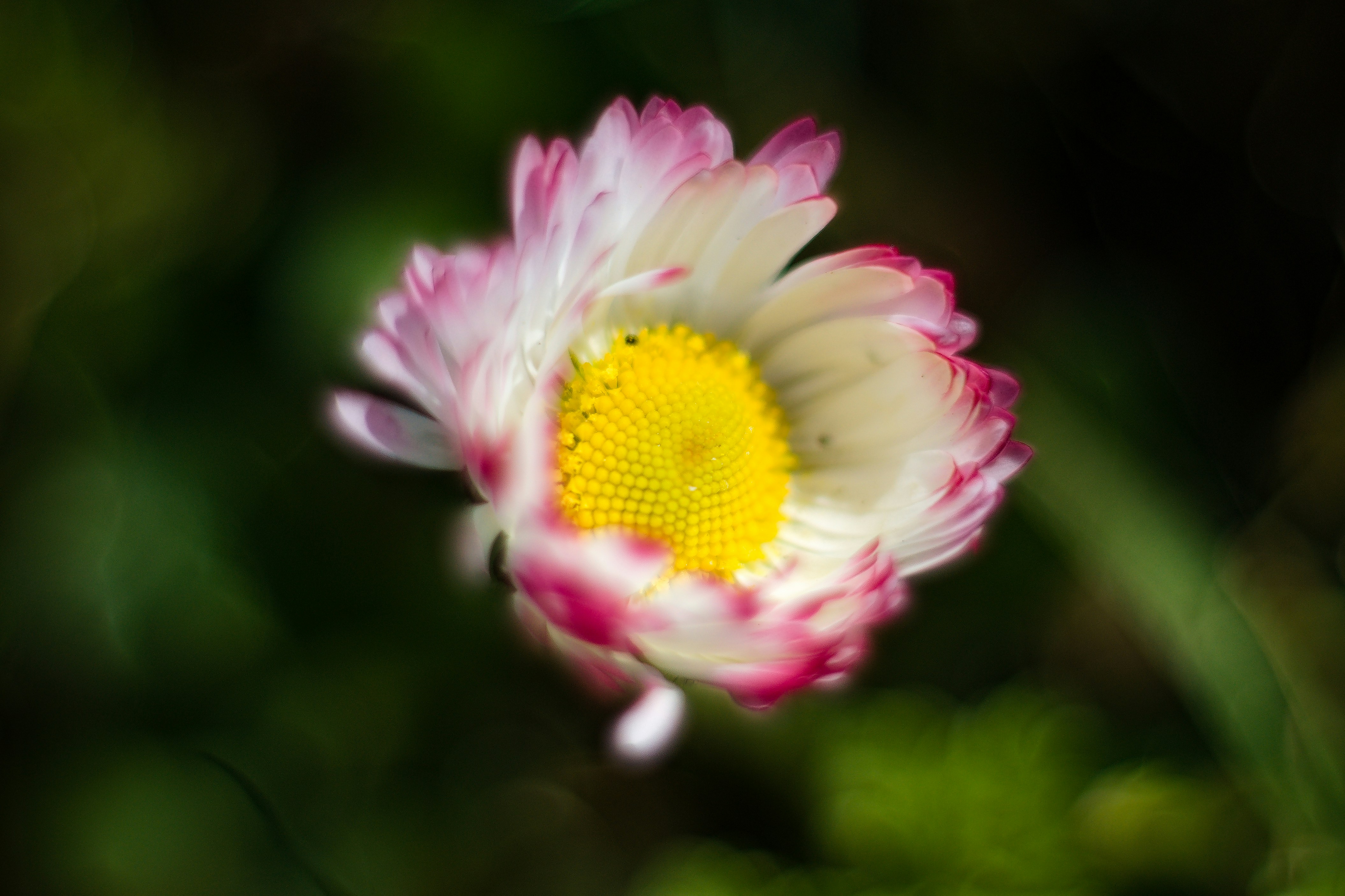 The Beautiful In-betweens