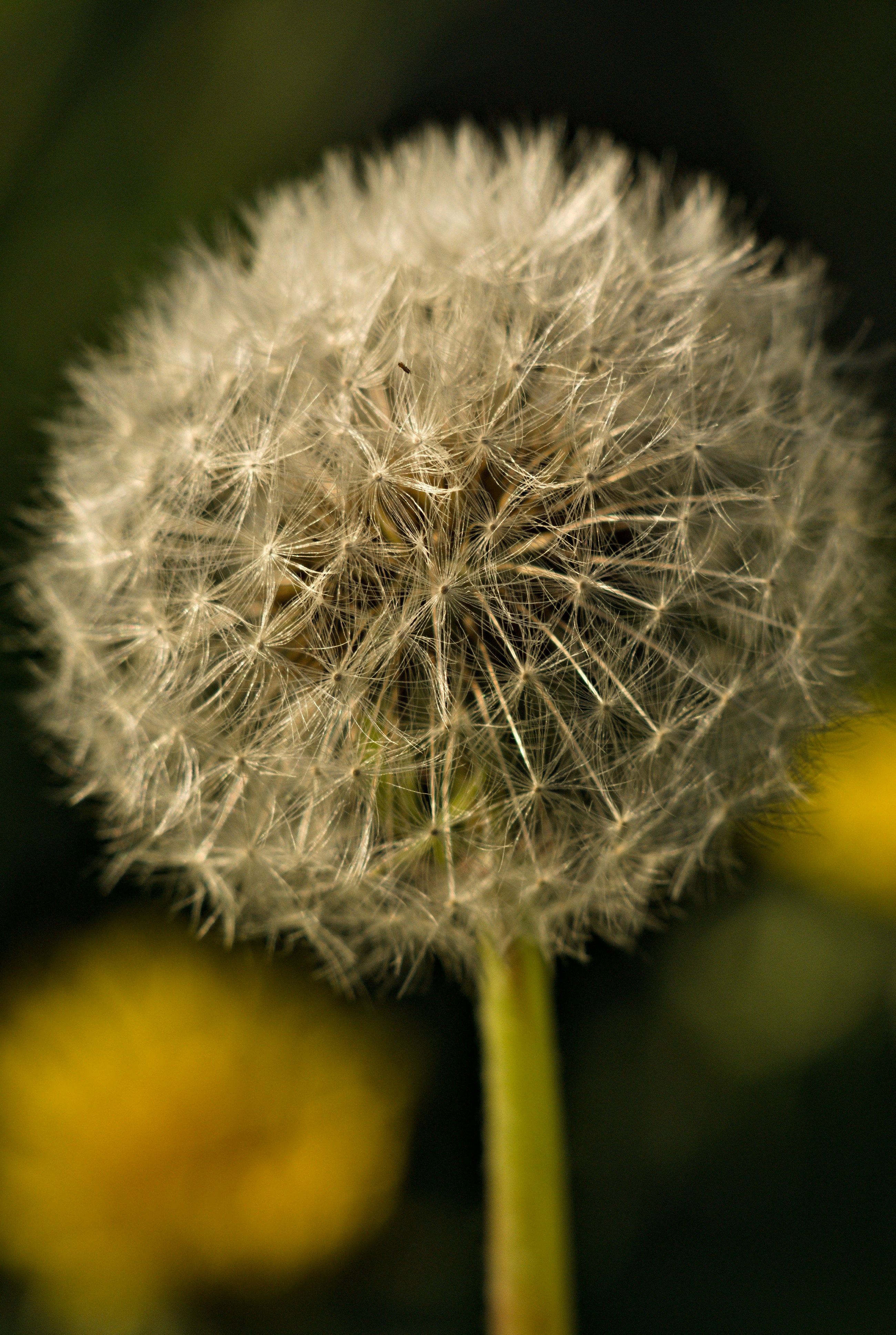 Close-up of a dandelion puff, showcasing its delicate seed structures against a blurred background of yellow flowers.