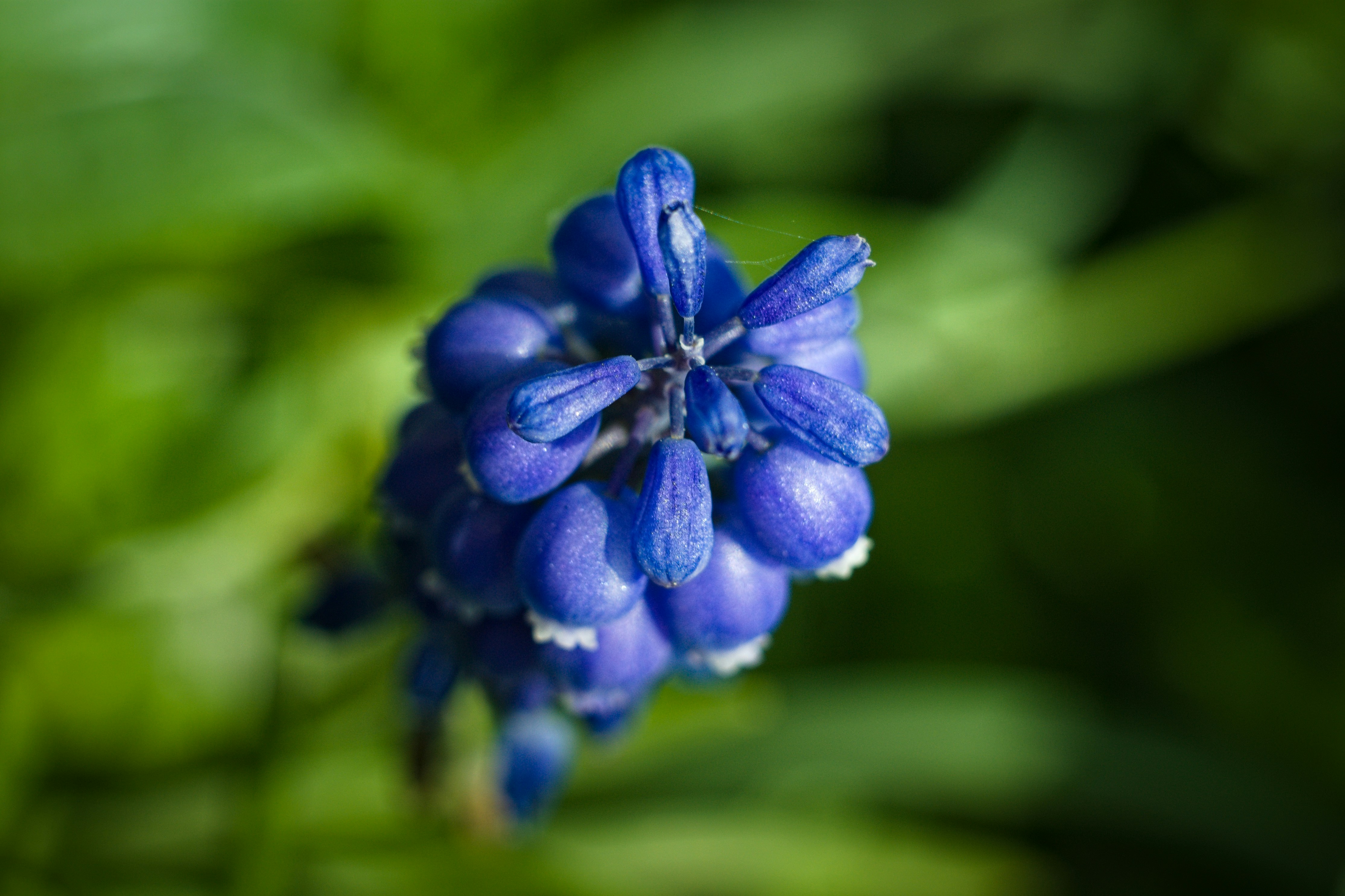 A close up of a blue flower photo – Free Blue flower Image on Unsplash