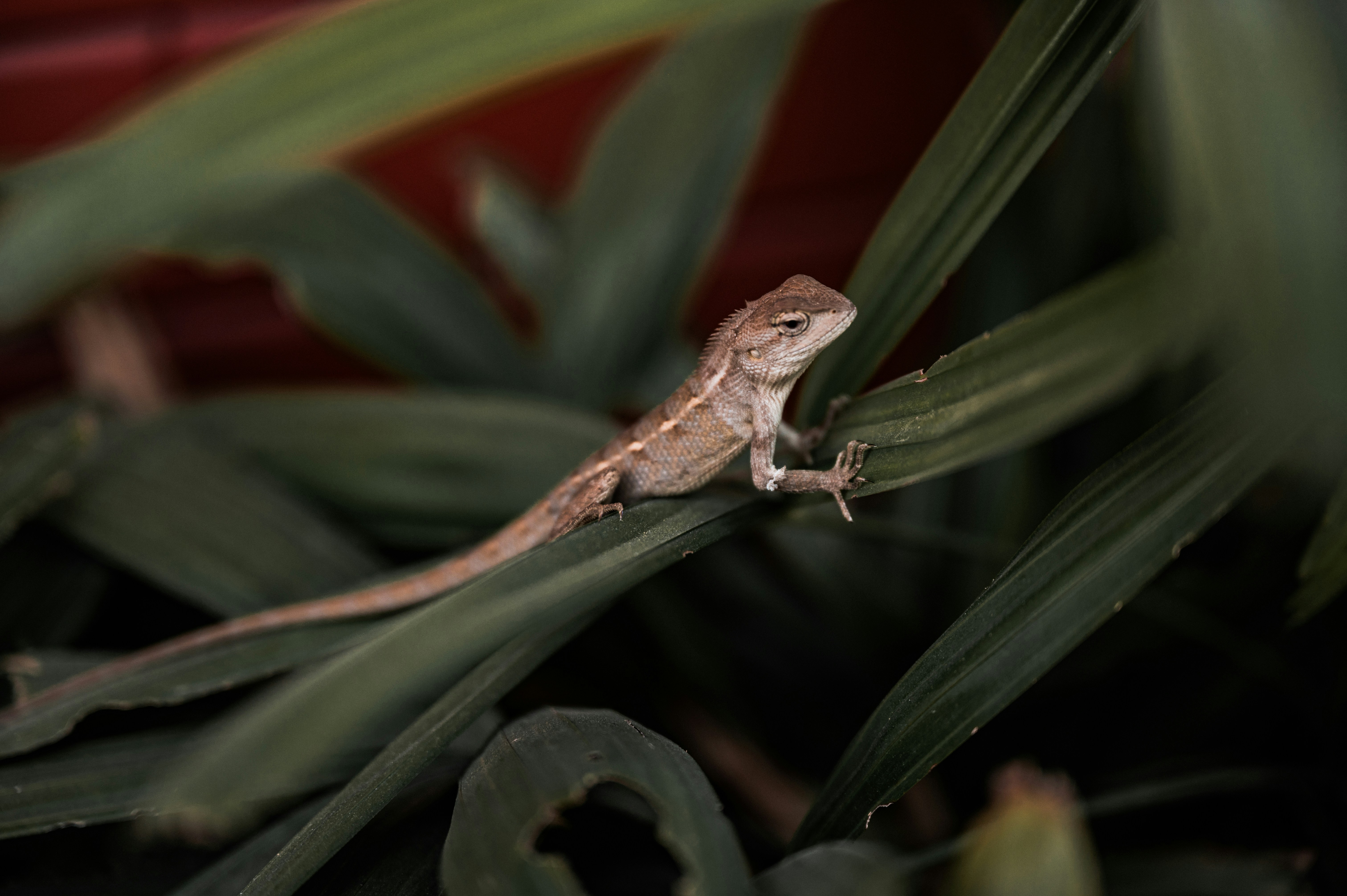 A lizard perched on a green leaf among dense foliage, showcasing its natural camouflage. The subtle hues and textures blend seamlessly with the surrounding plants.