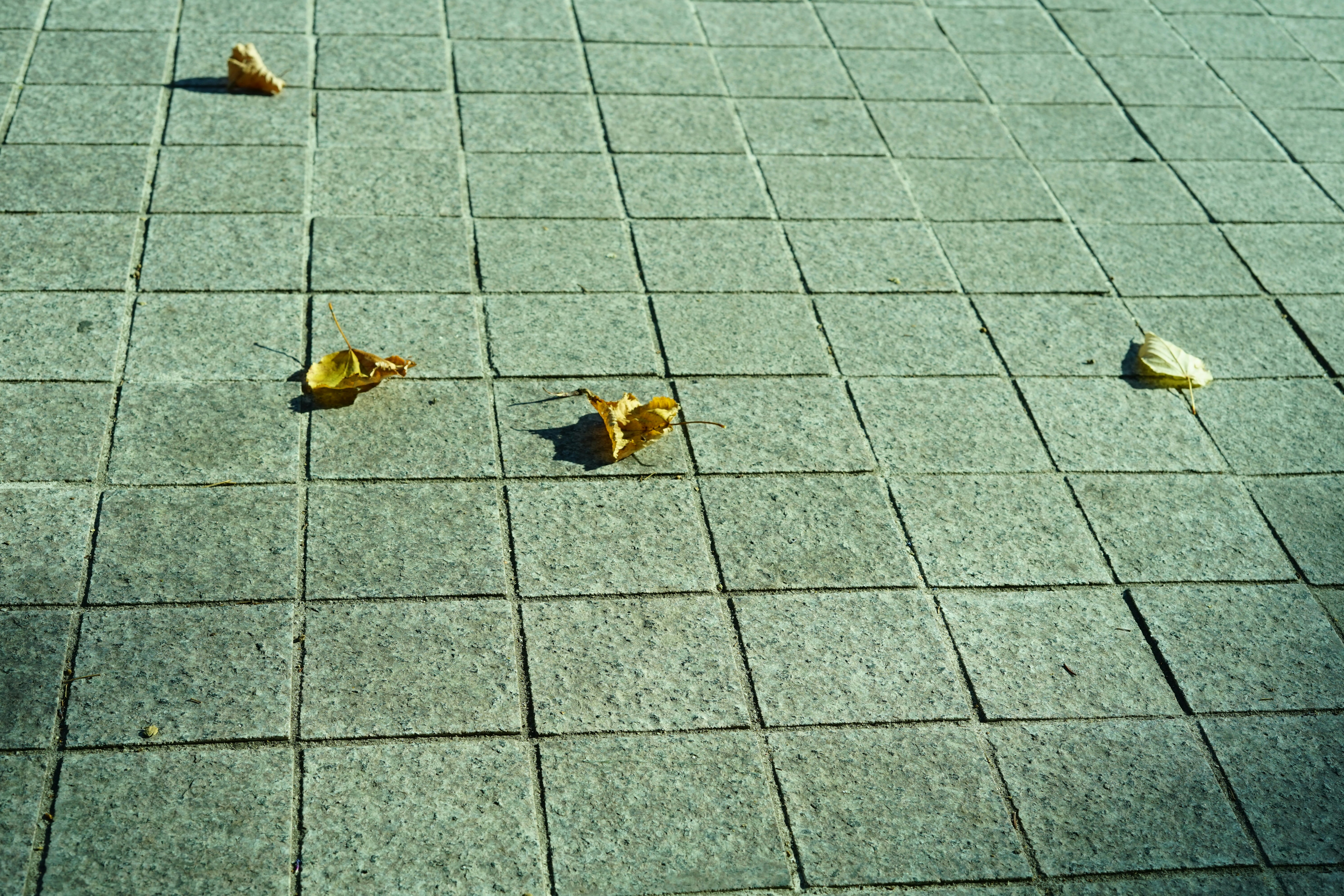 Autumn on a Grid: Four Leaves on a Quiet Concrete Stage