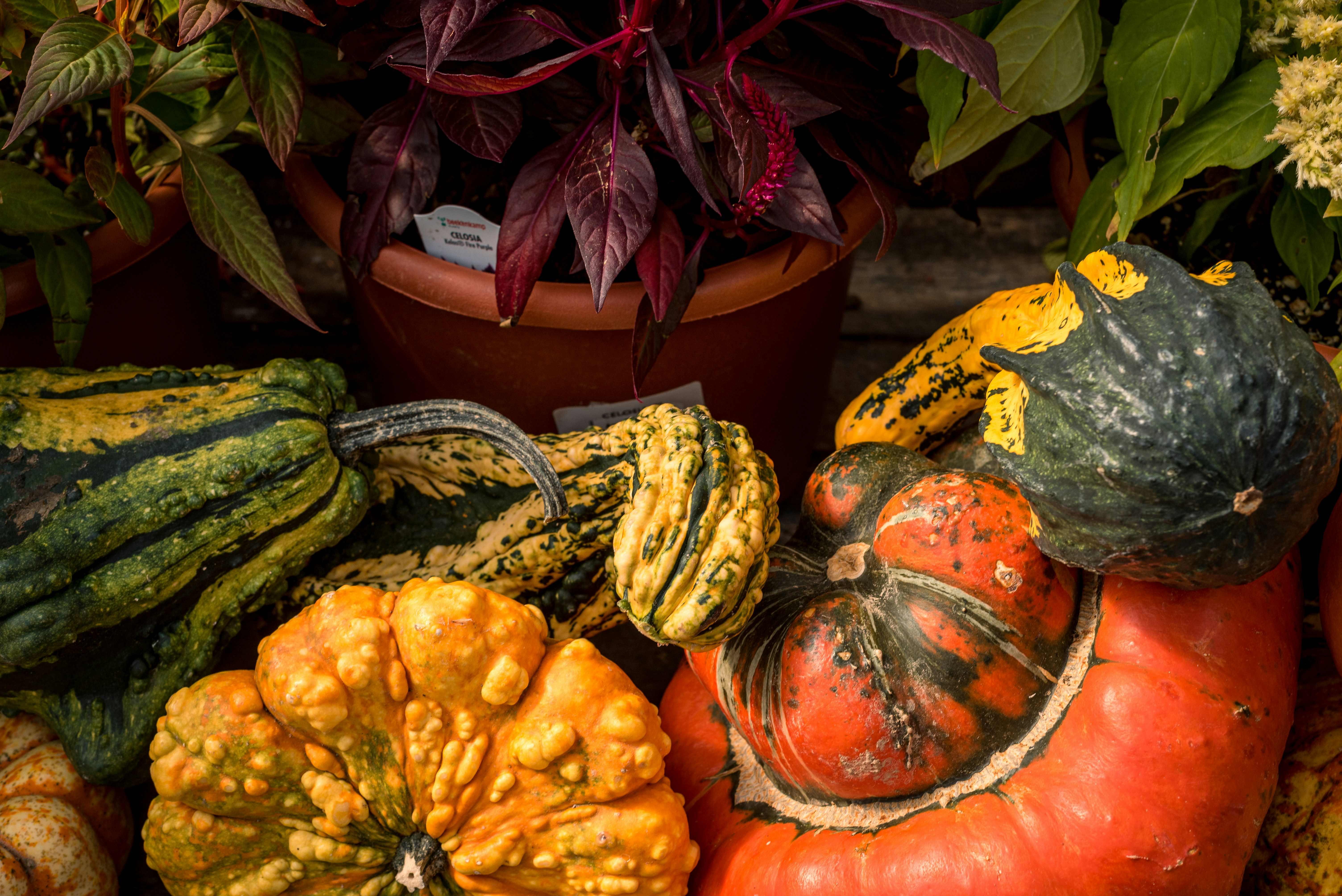 Un groupe de légumes et de fruits photo – Photo gratuite sur Unsplash