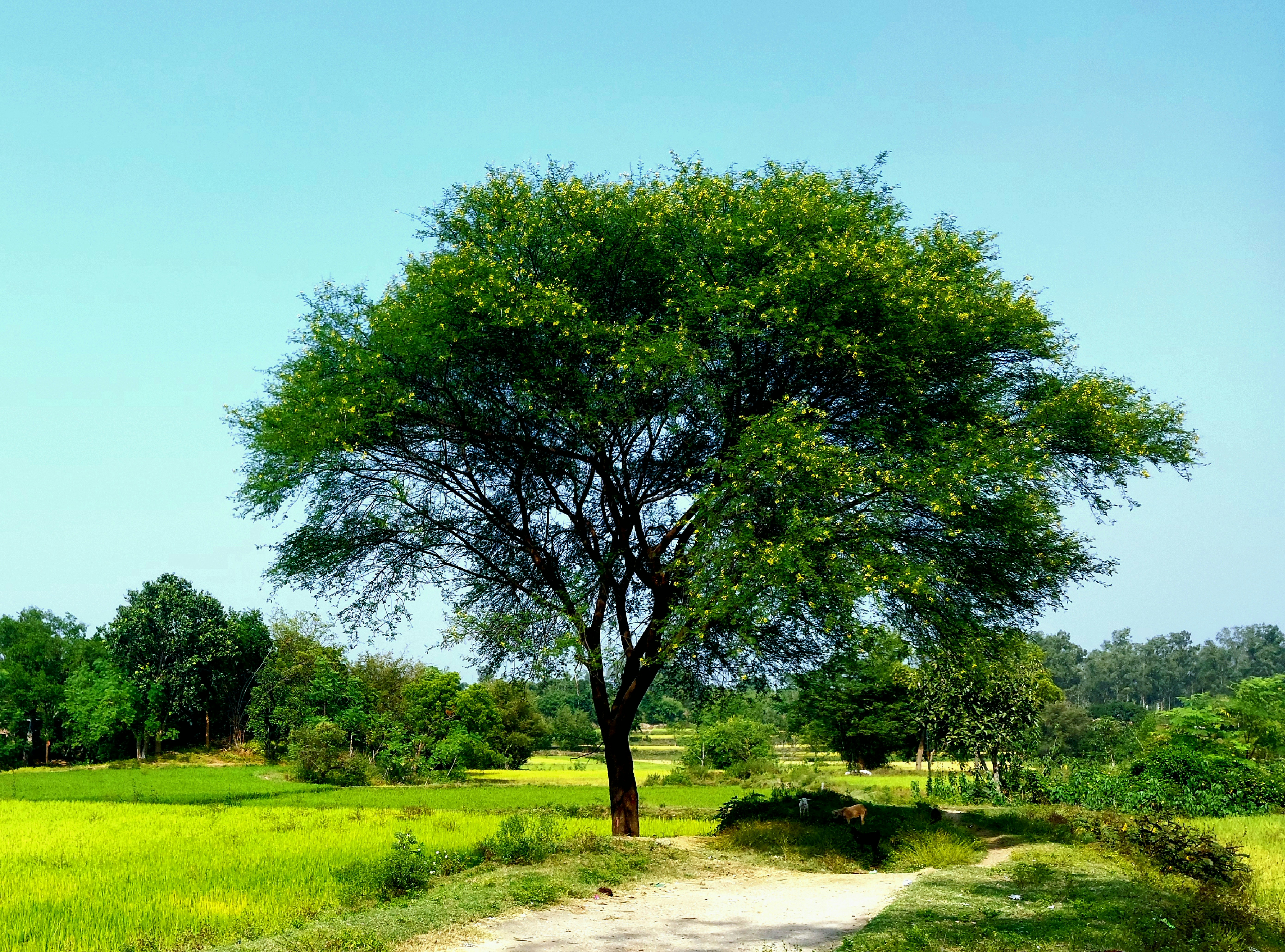 Photo by Anirban Chattaraj with Samsung Galaxy F23