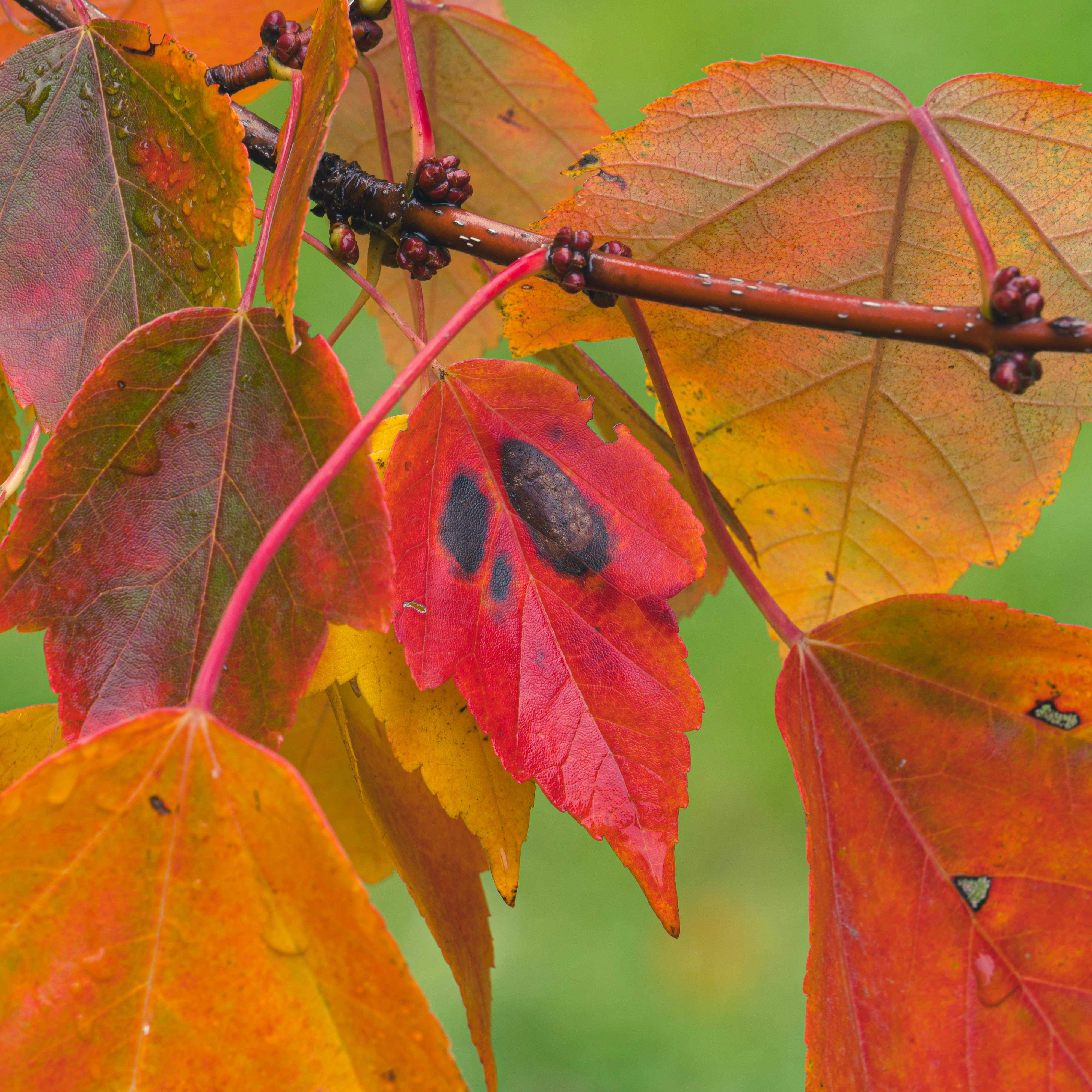 Scarlet Leaf with Charcoal Blot Amid Autumn's Quiet Palette